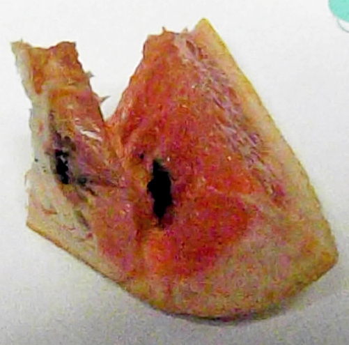 Grapefruit | Black Fungus or Mold? Inside Grapefruit.
