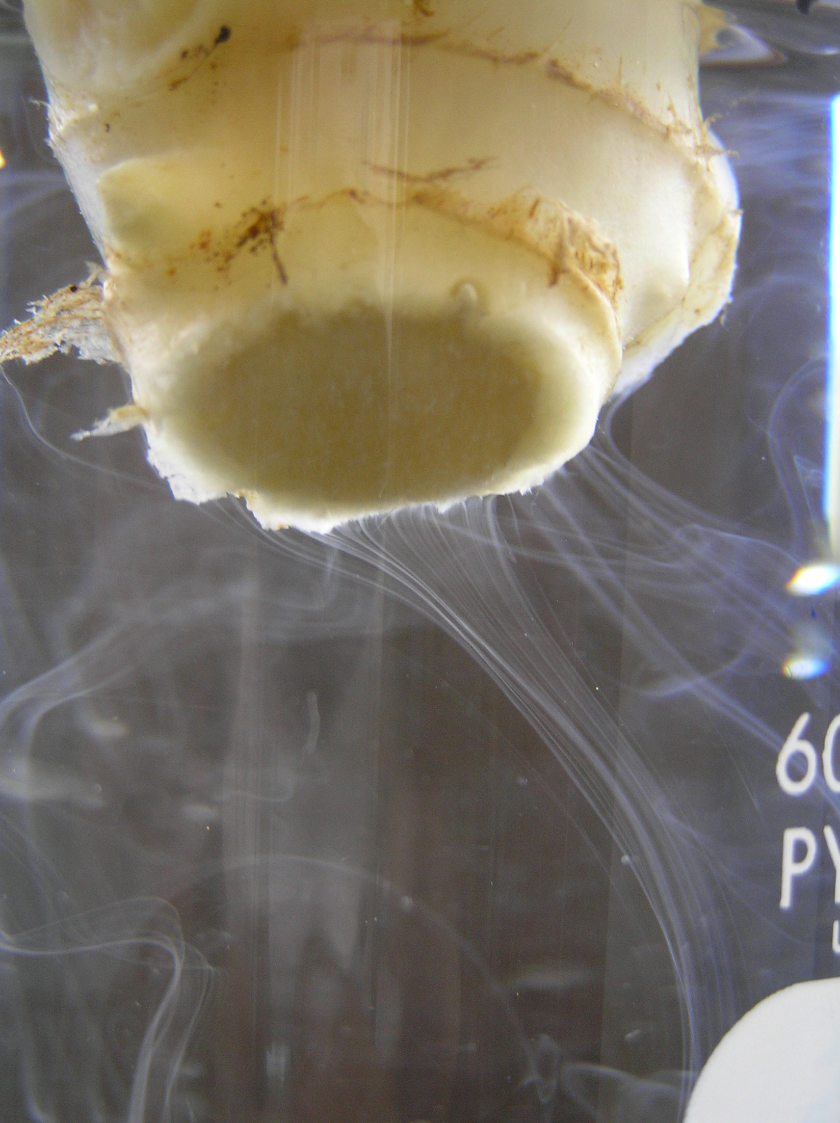 Ginger | Rotting of ginger plant shoot and the rhizome