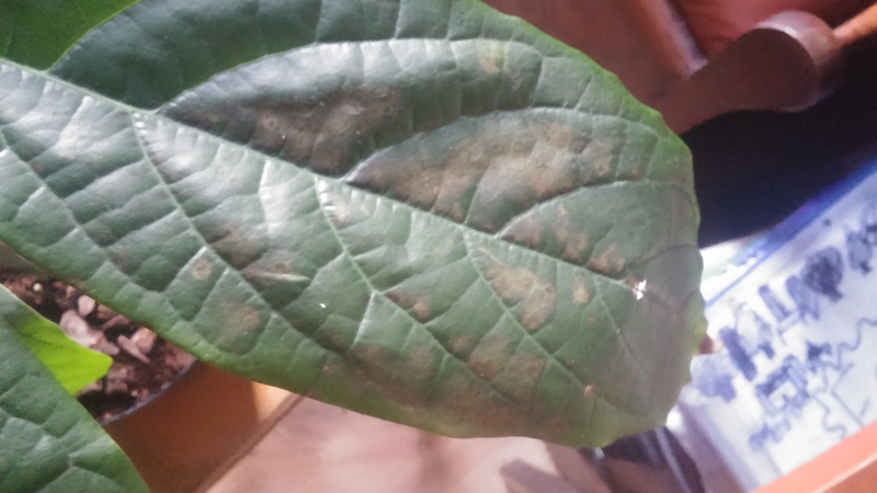 Avocado | Brown spots and curling leaves on Avocado