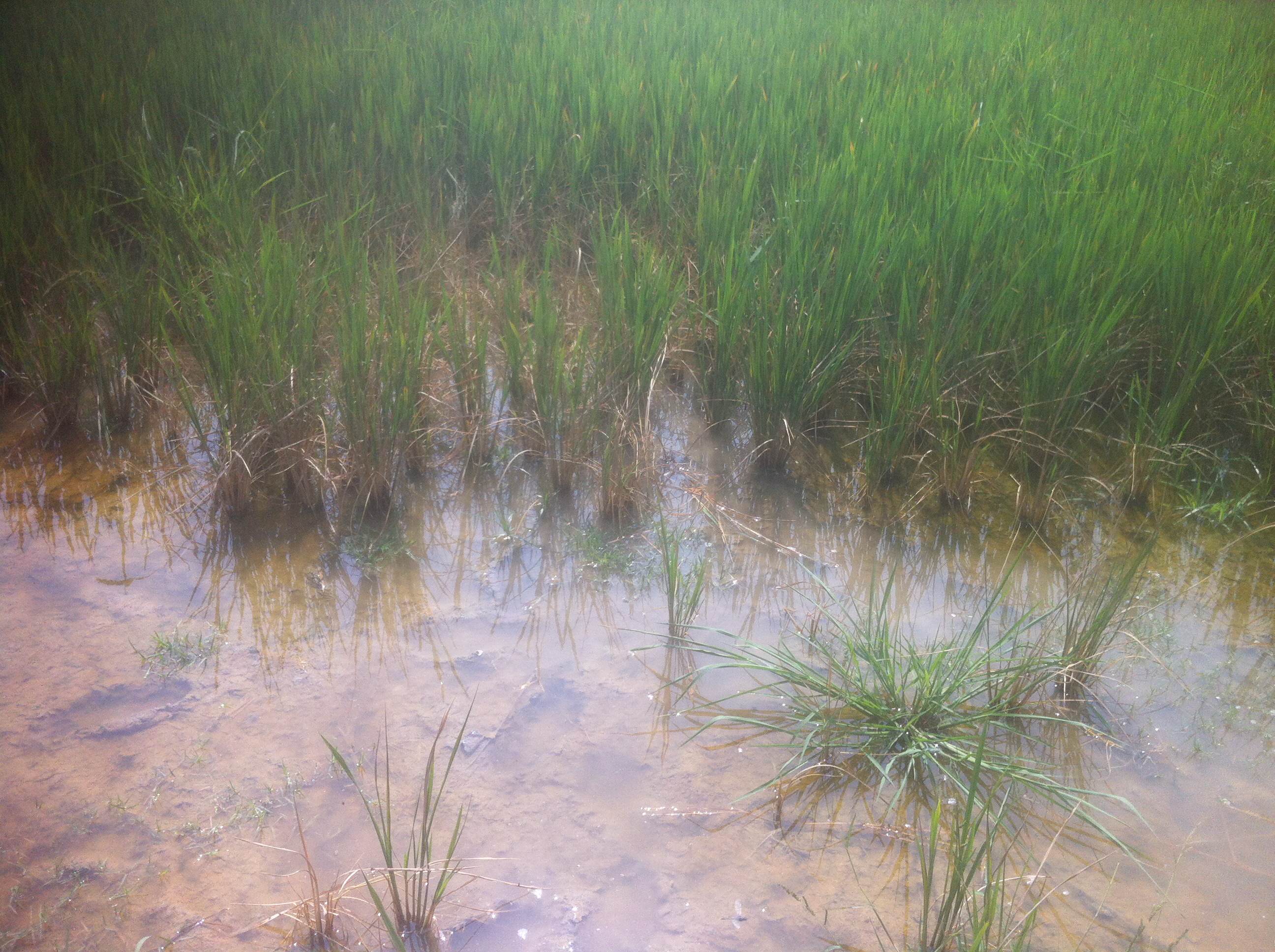 Rice | Rice plants dying with dried leafs.