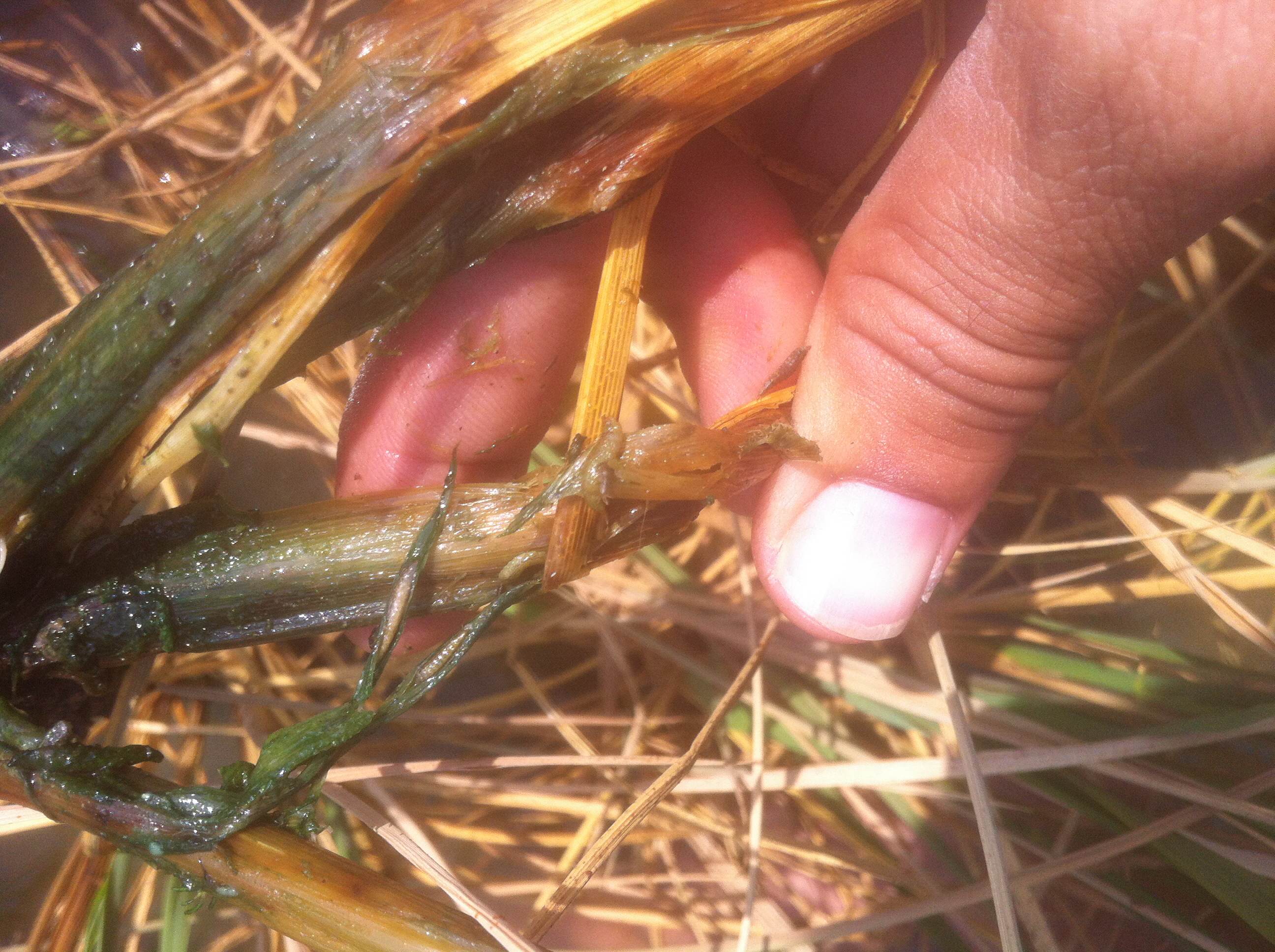 Rice | Rice plants dying with dried leafs.