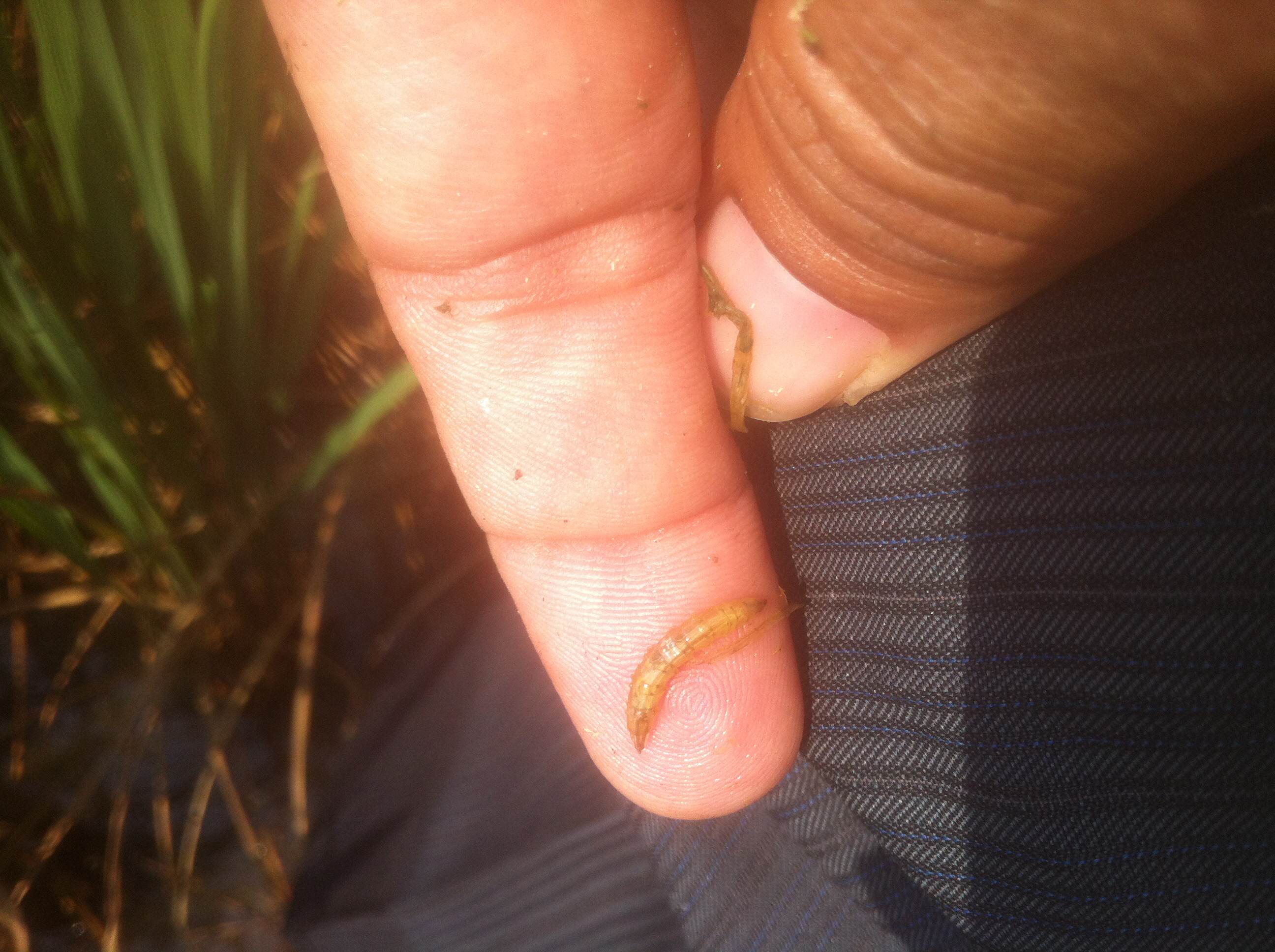 Rice | Rice plants dying with dried leafs.