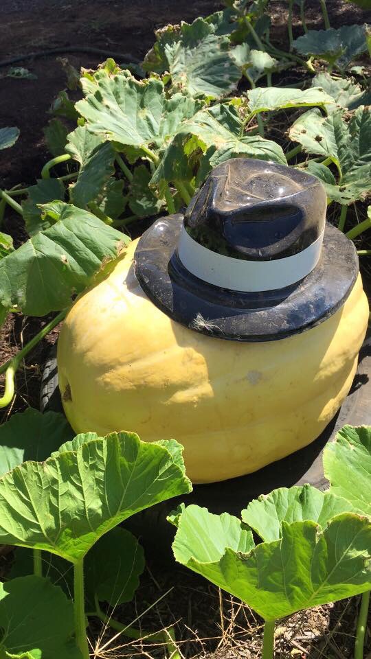 Pumpkin | potential pumpkin rot