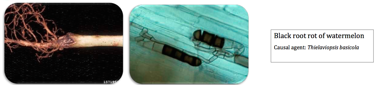 Watermelon | Watermelon problem: Wilting or collar rot?