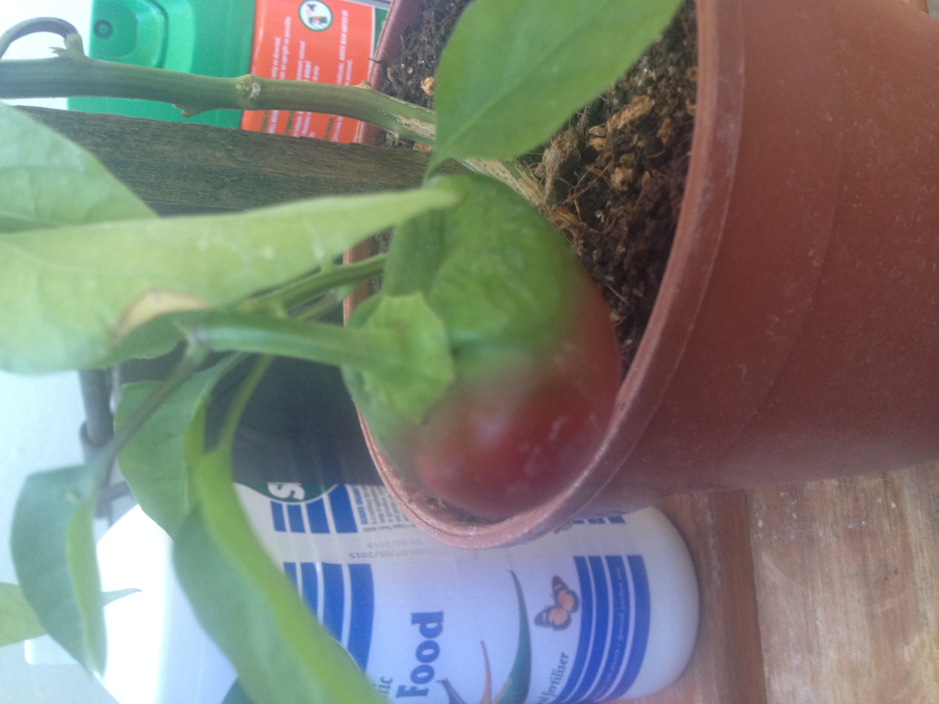 African Eggplant | Red bell