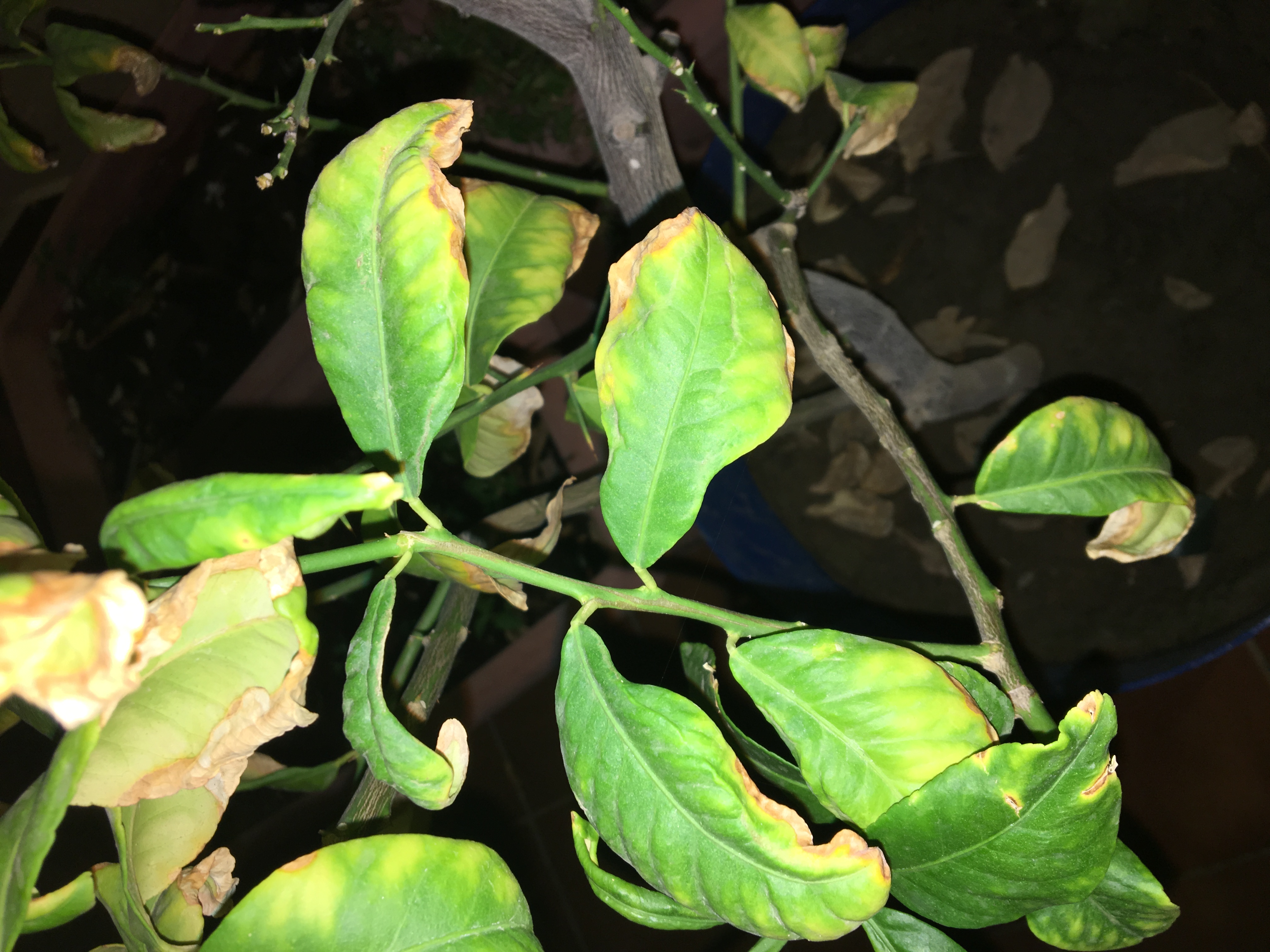 Lemon | Lemon tree problem