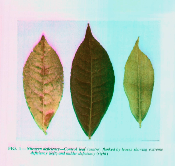 Tea | Deficiency symptoms in Tea
