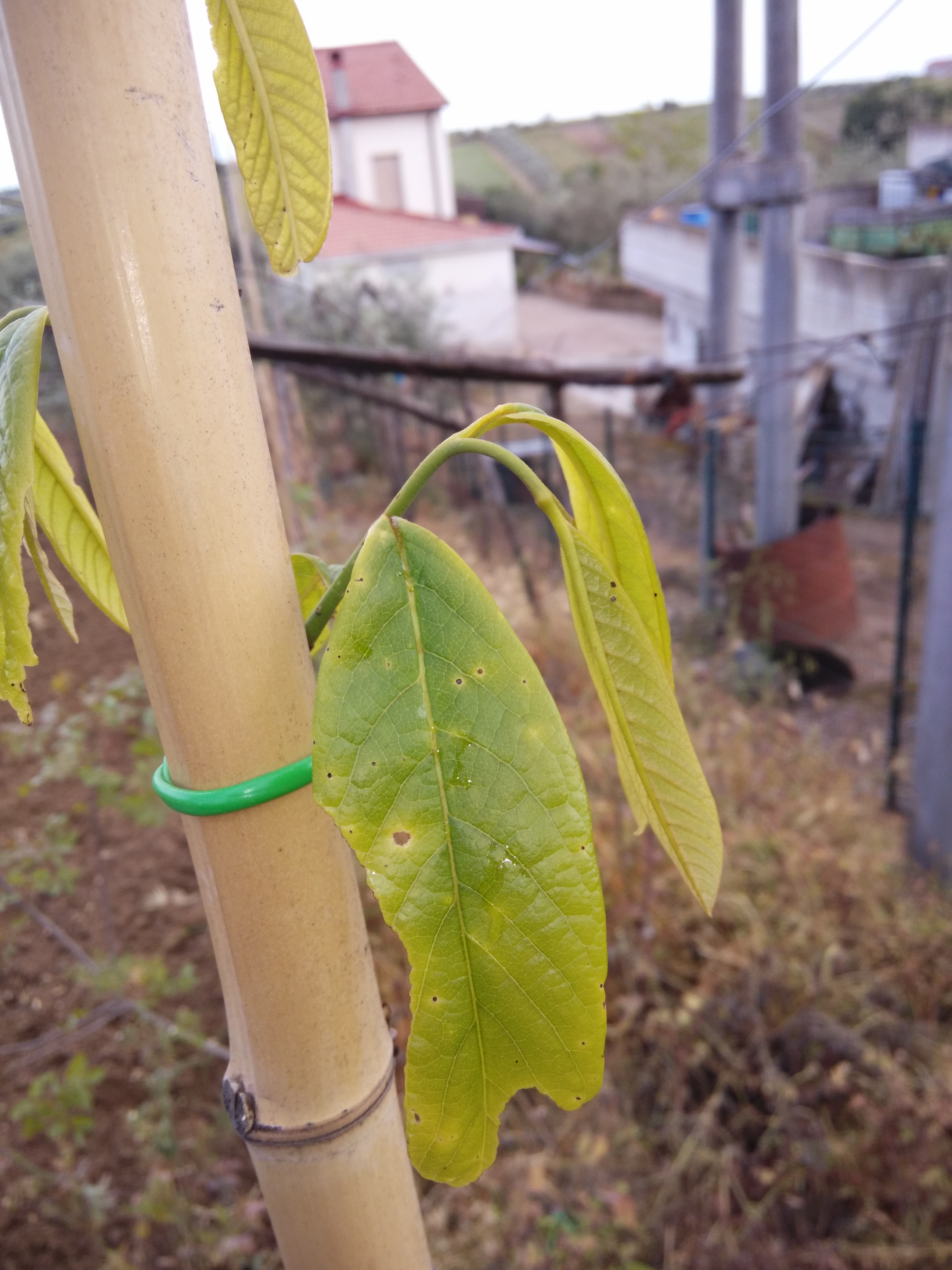 Pecan | What can I do about yellow pecan leaves?