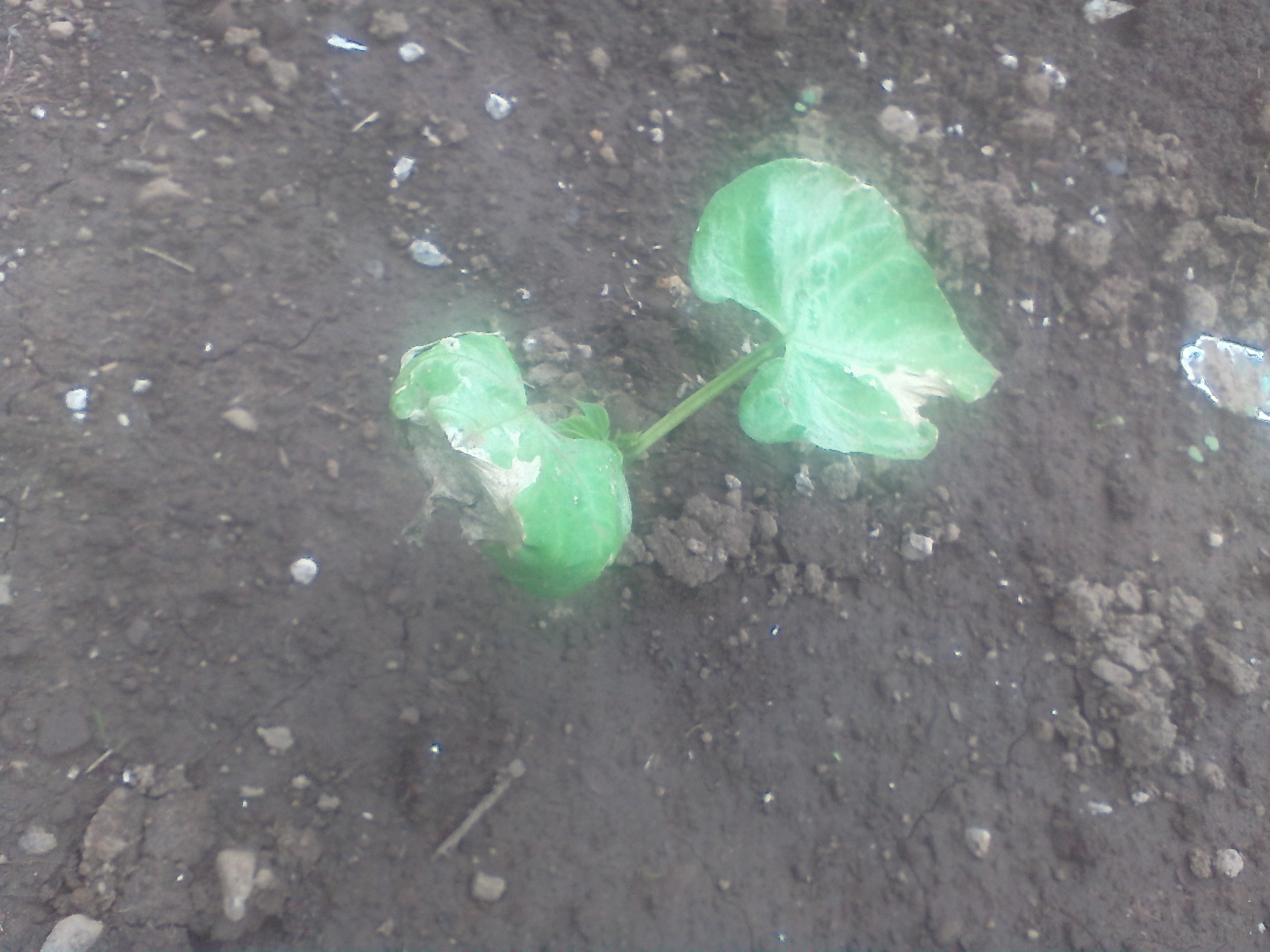 Bean | Bluelake bush beans