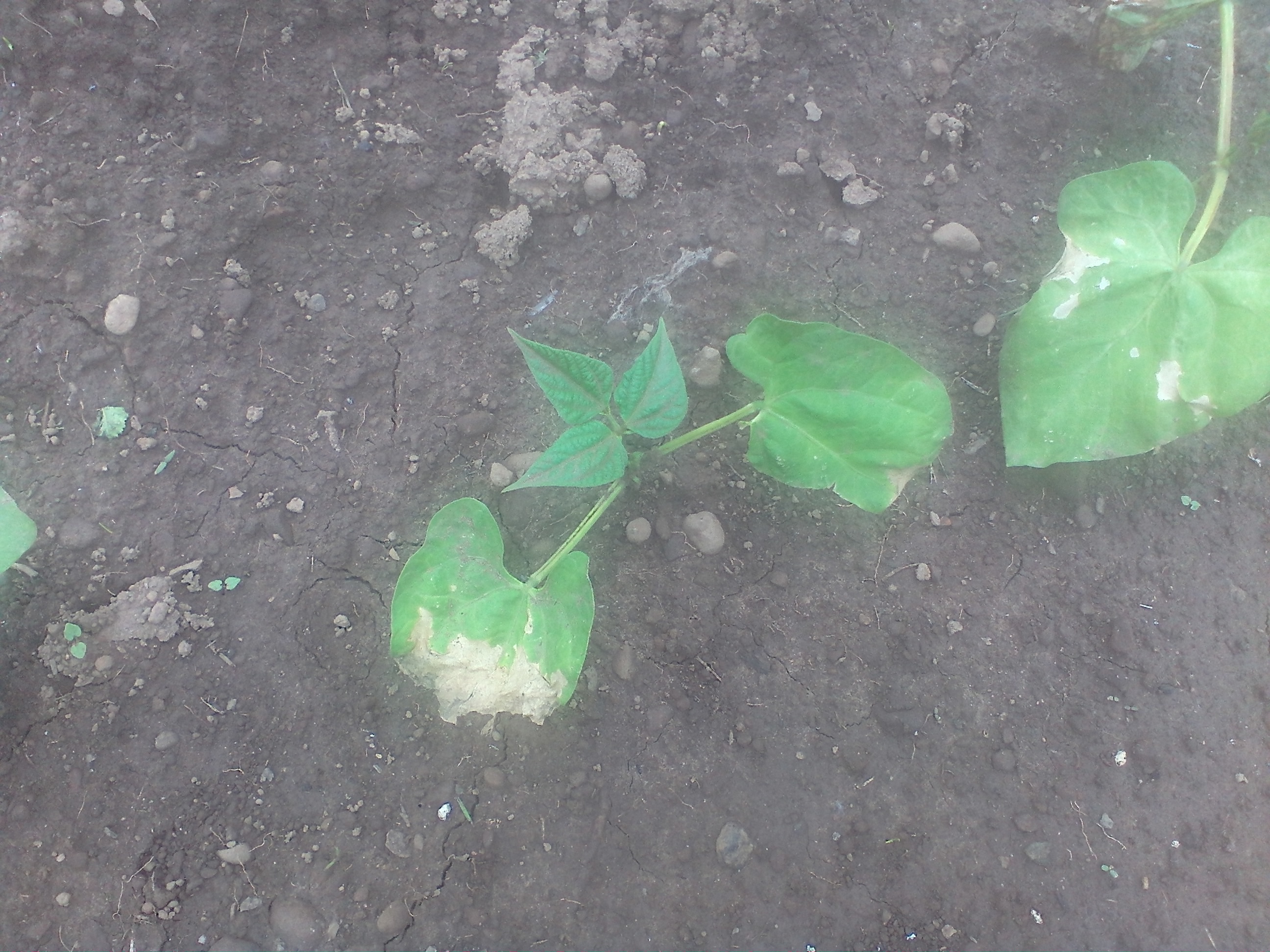 Bean | Bluelake bush beans