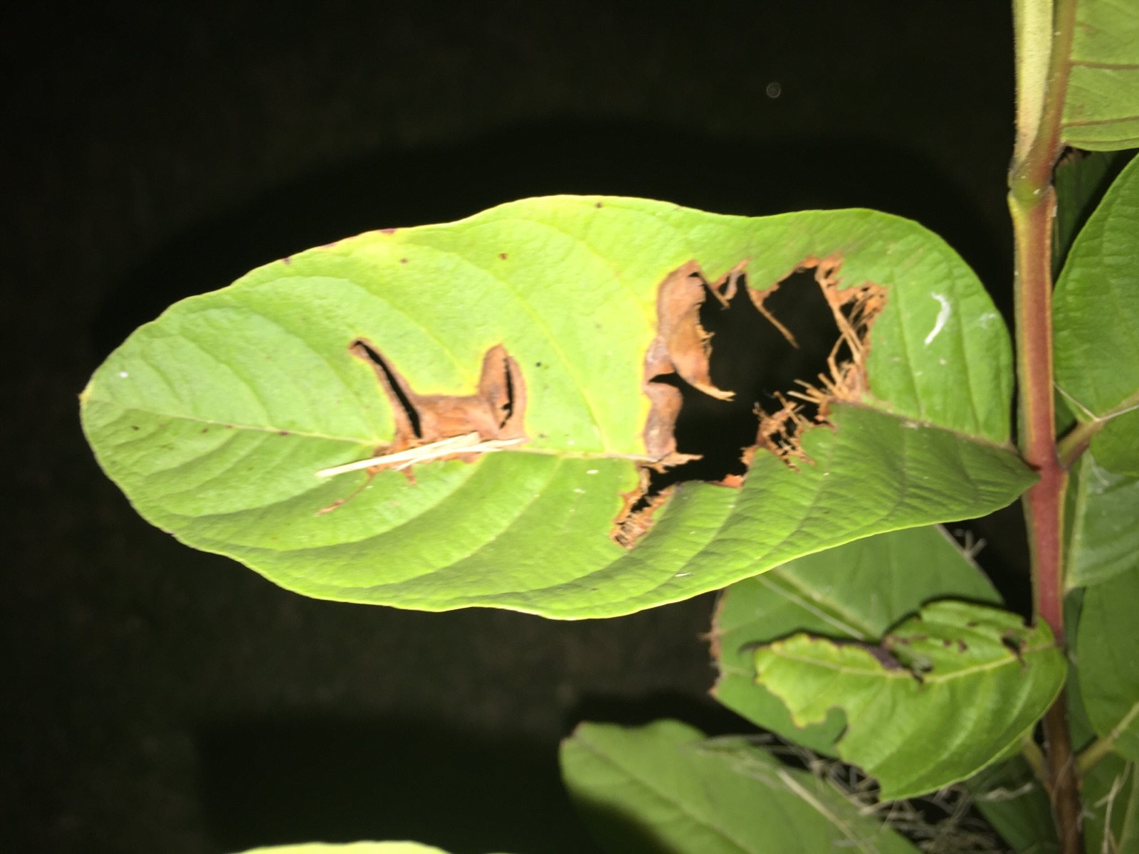 Guava | Young Guava plant leaves developing brown lesions & empty patches