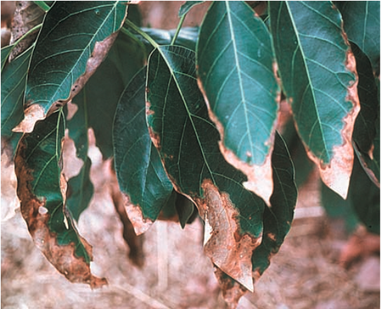 Avocado | Avocado problem