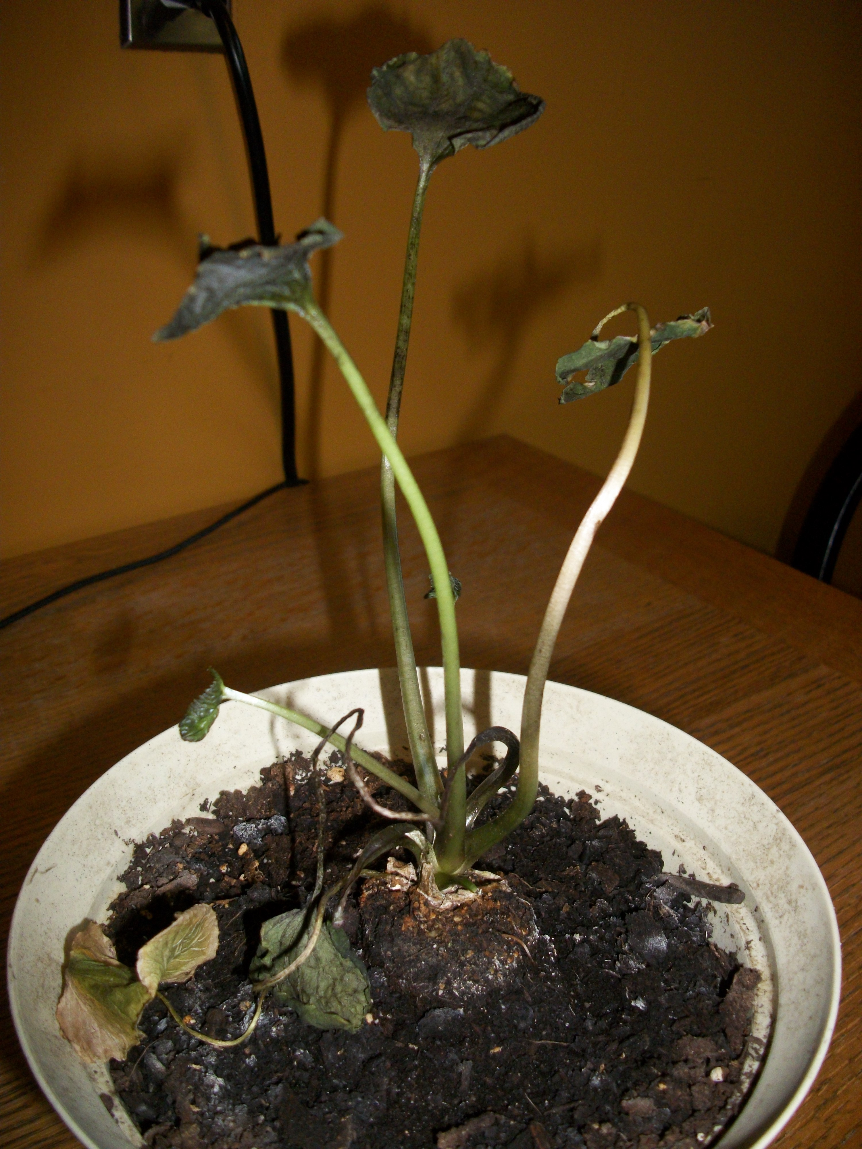 Cress | Wasabi leaves drying up and dying