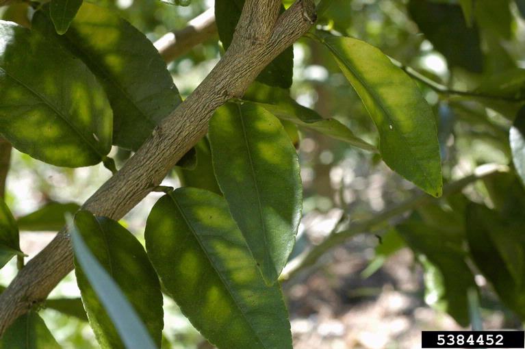 Lemon | Diseases and Pests, Description, Uses, Propagation