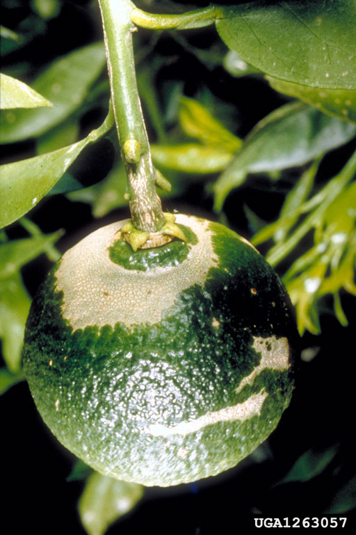 Lemon | Diseases and Pests, Description, Uses, Propagation