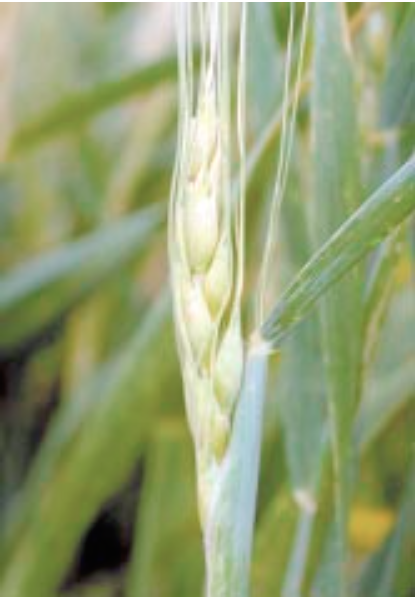 Barley | We have no barley seed in the head of the plant