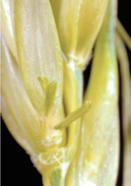 Barley | We have no barley seed in the head of the plant