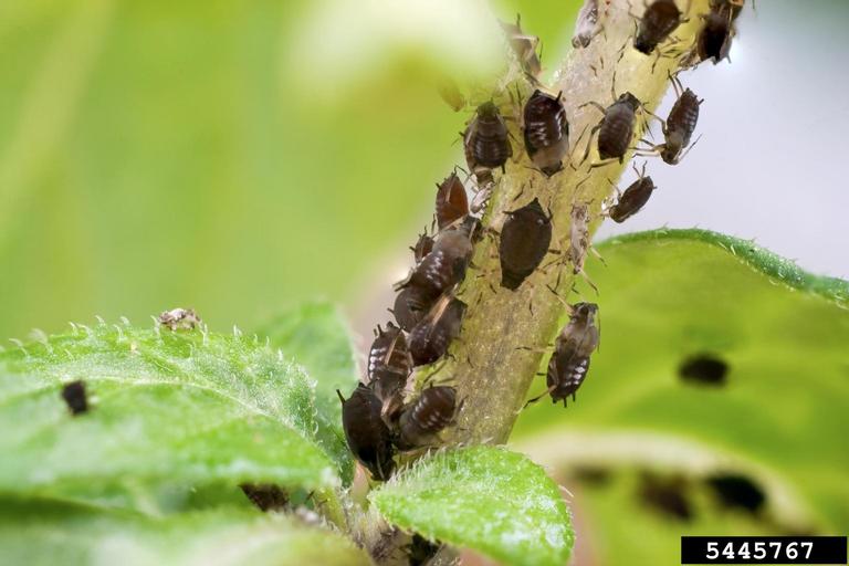 Mint | Spider Mites - Can Use Plant?