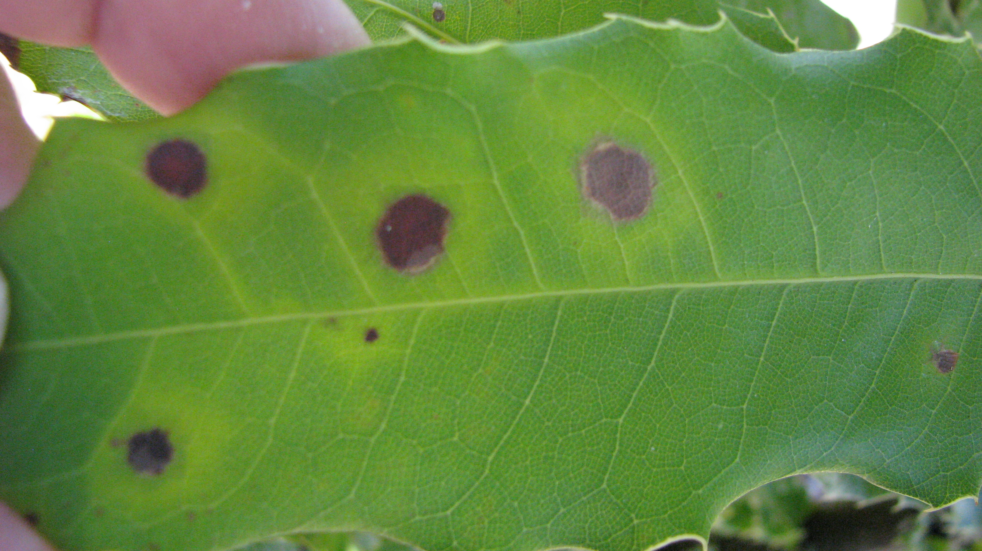 Macadamia | Black spots