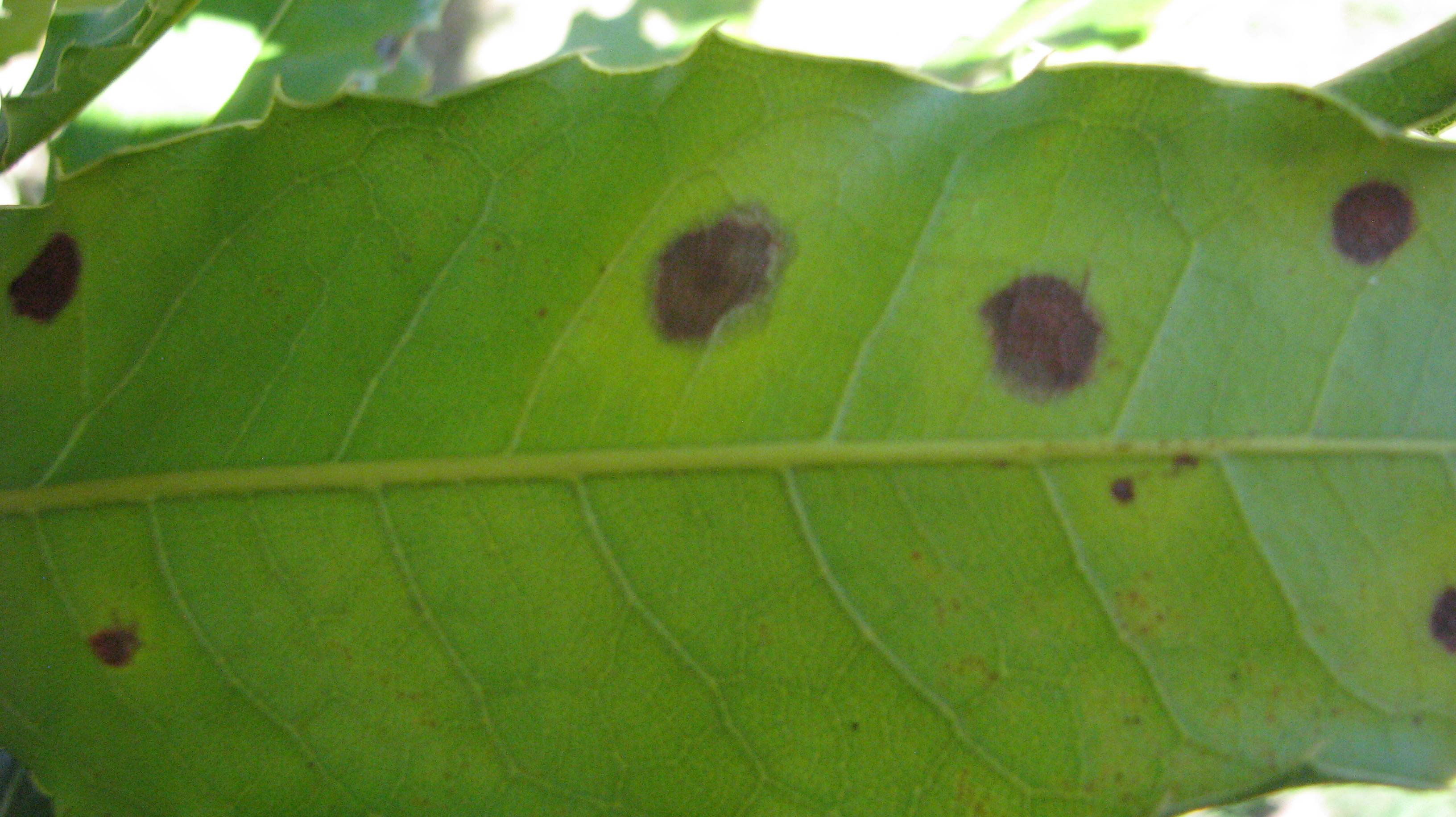 Macadamia | Black spots