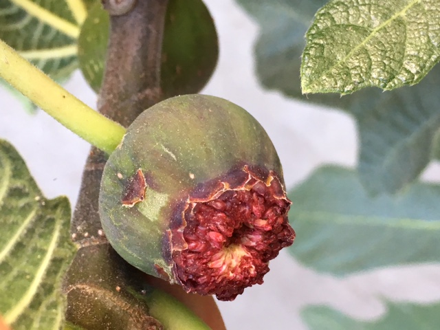 Fig | Deformed figs