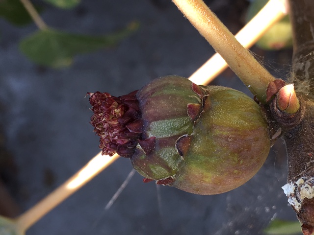 Fig | Deformed figs