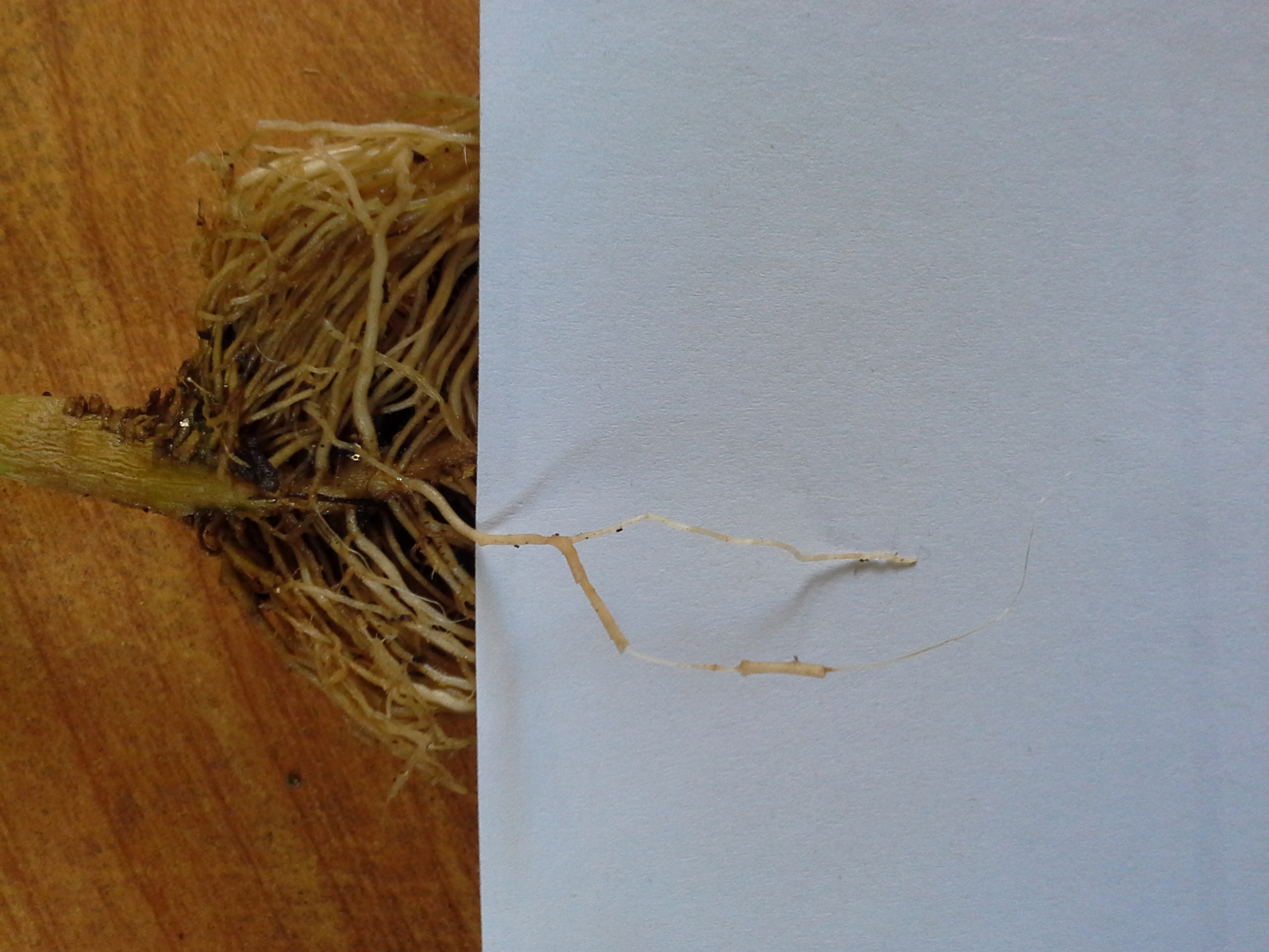 Pepper, bell | Pythium or salt toxicity or other pathogen?