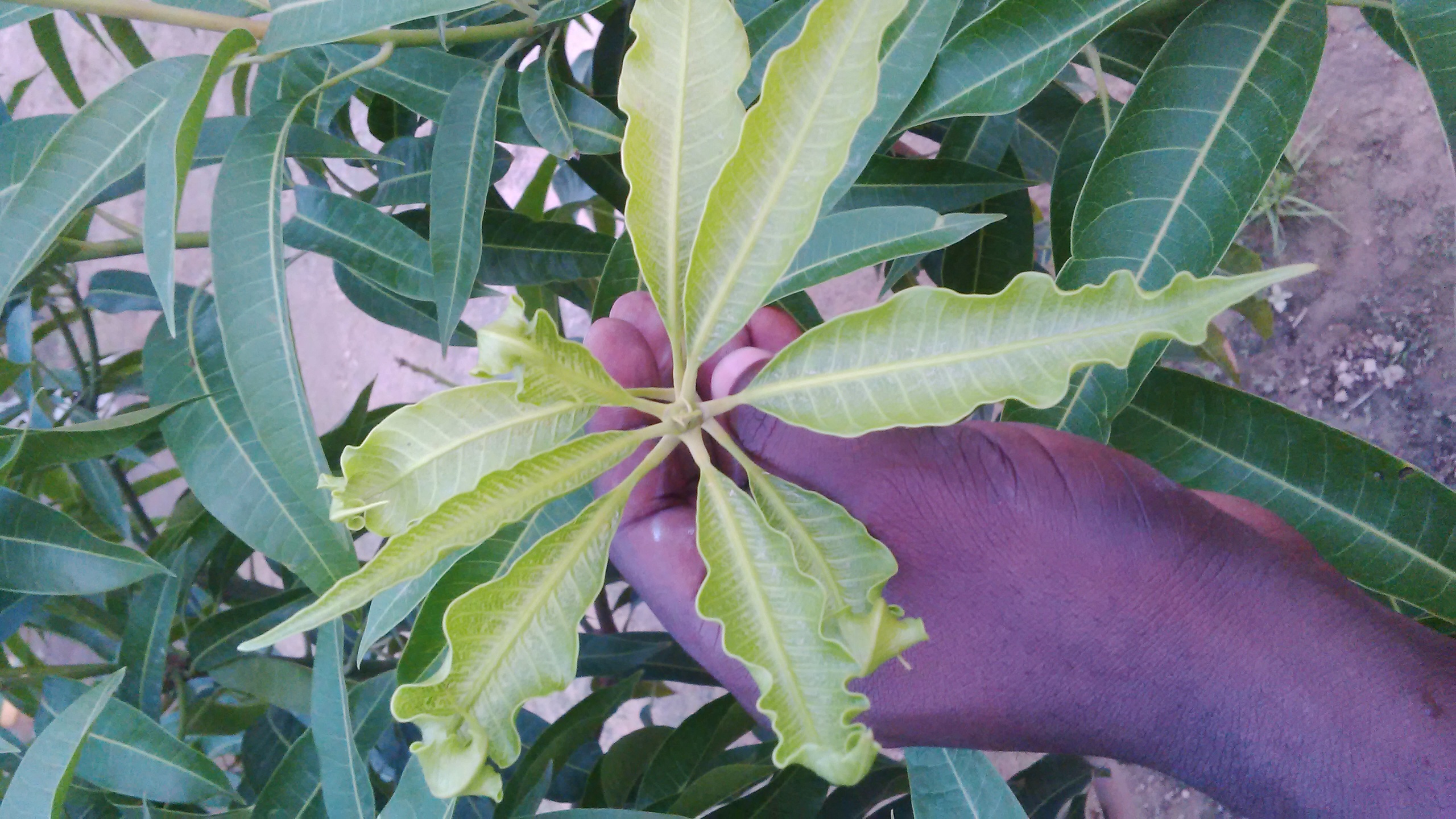 Mango | Mango leaves changing color and curling