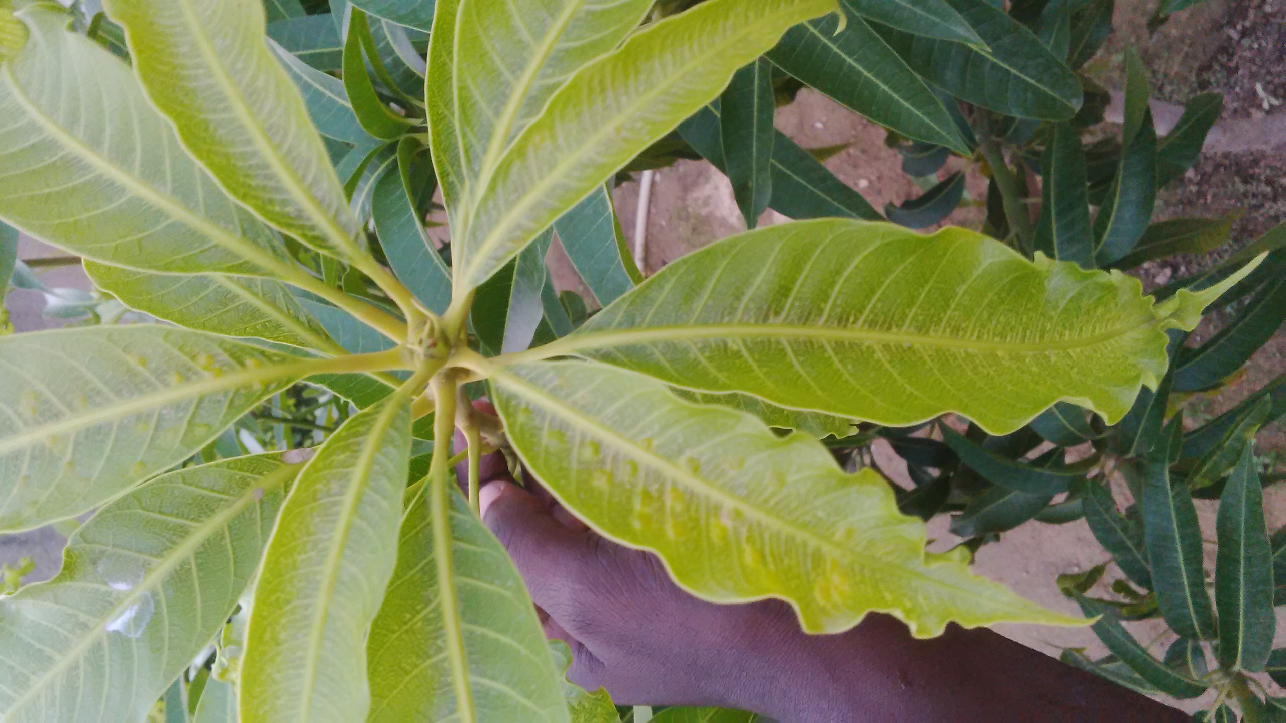 Mango | Mango leaves changing color and curling