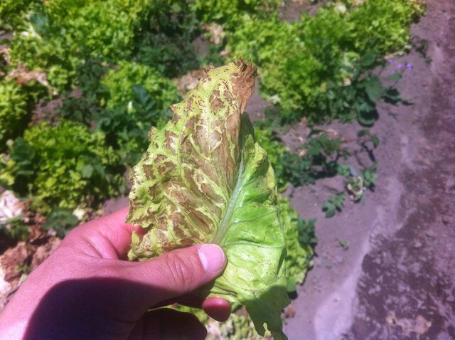 Lettuce | Damaged lettuce