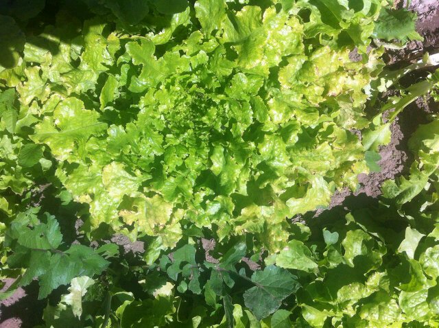 Lettuce | Damaged lettuce