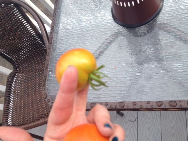 Tomato | What caused this on my tomato