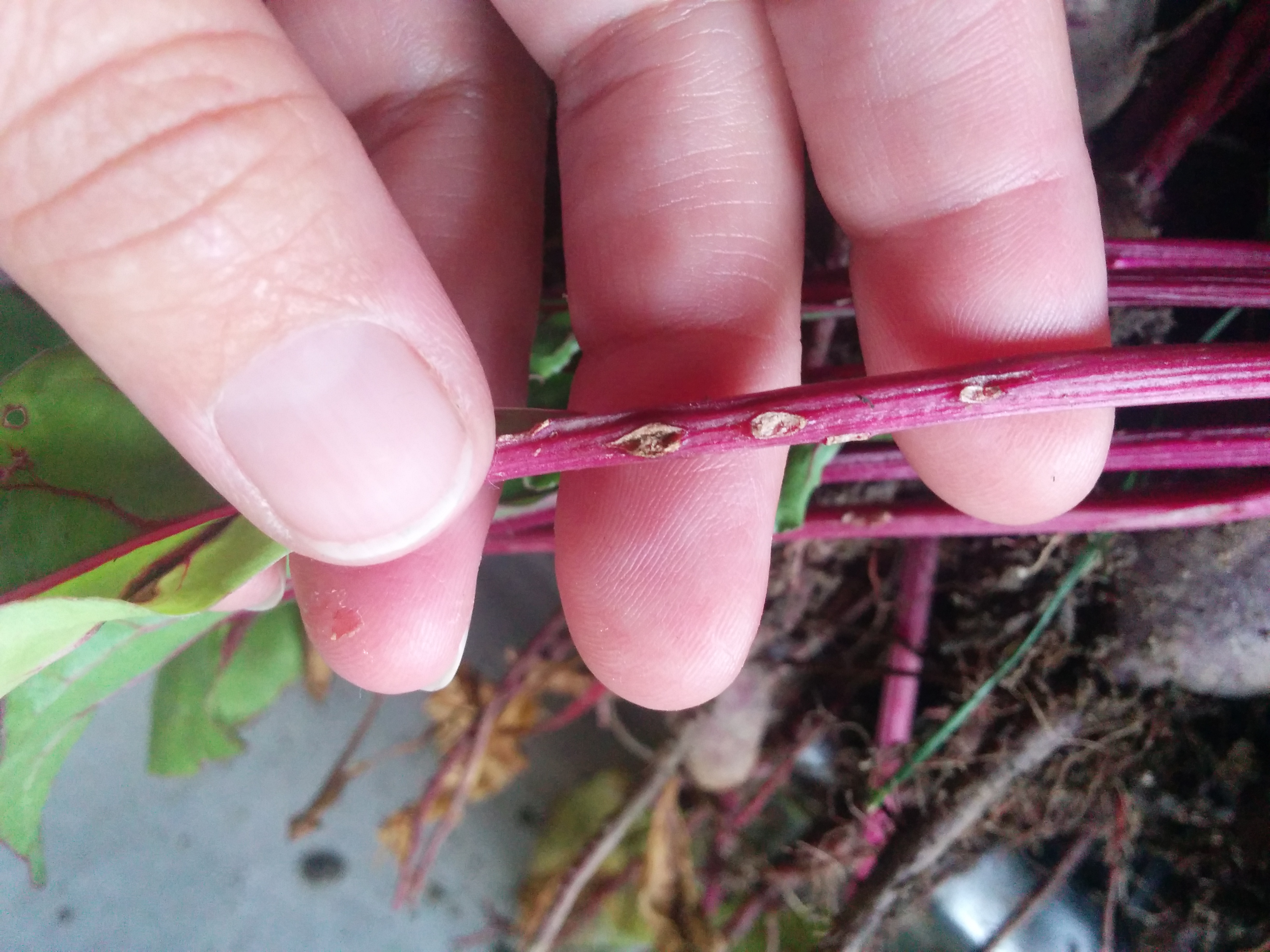Beet Beet Leaf Stalks Have Hard Brown Spots Beet Beet Leaf Stalks Have Hard Brown Spots