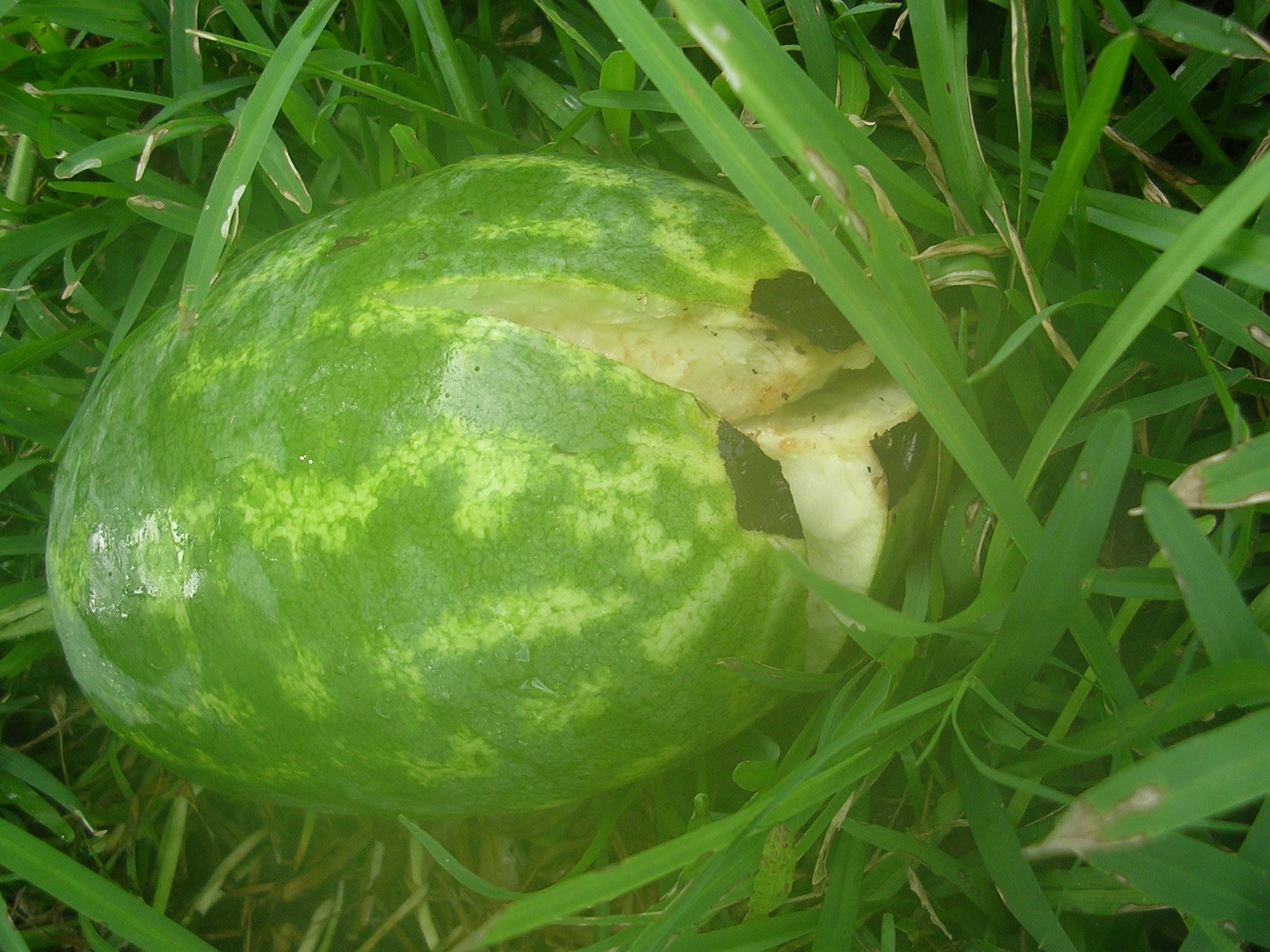Watermelon | What can I do to fix problems