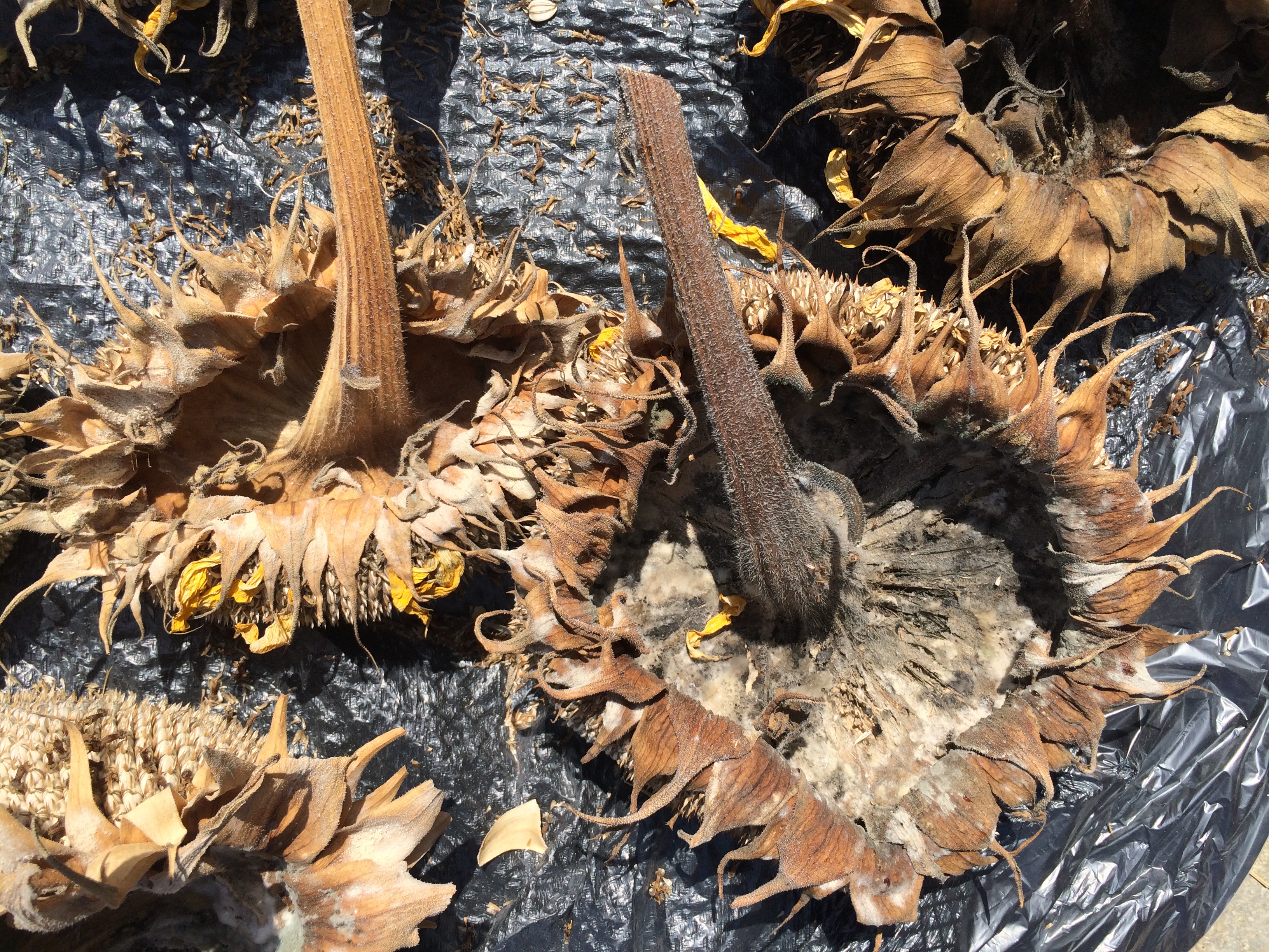Drying Sunflower Heads