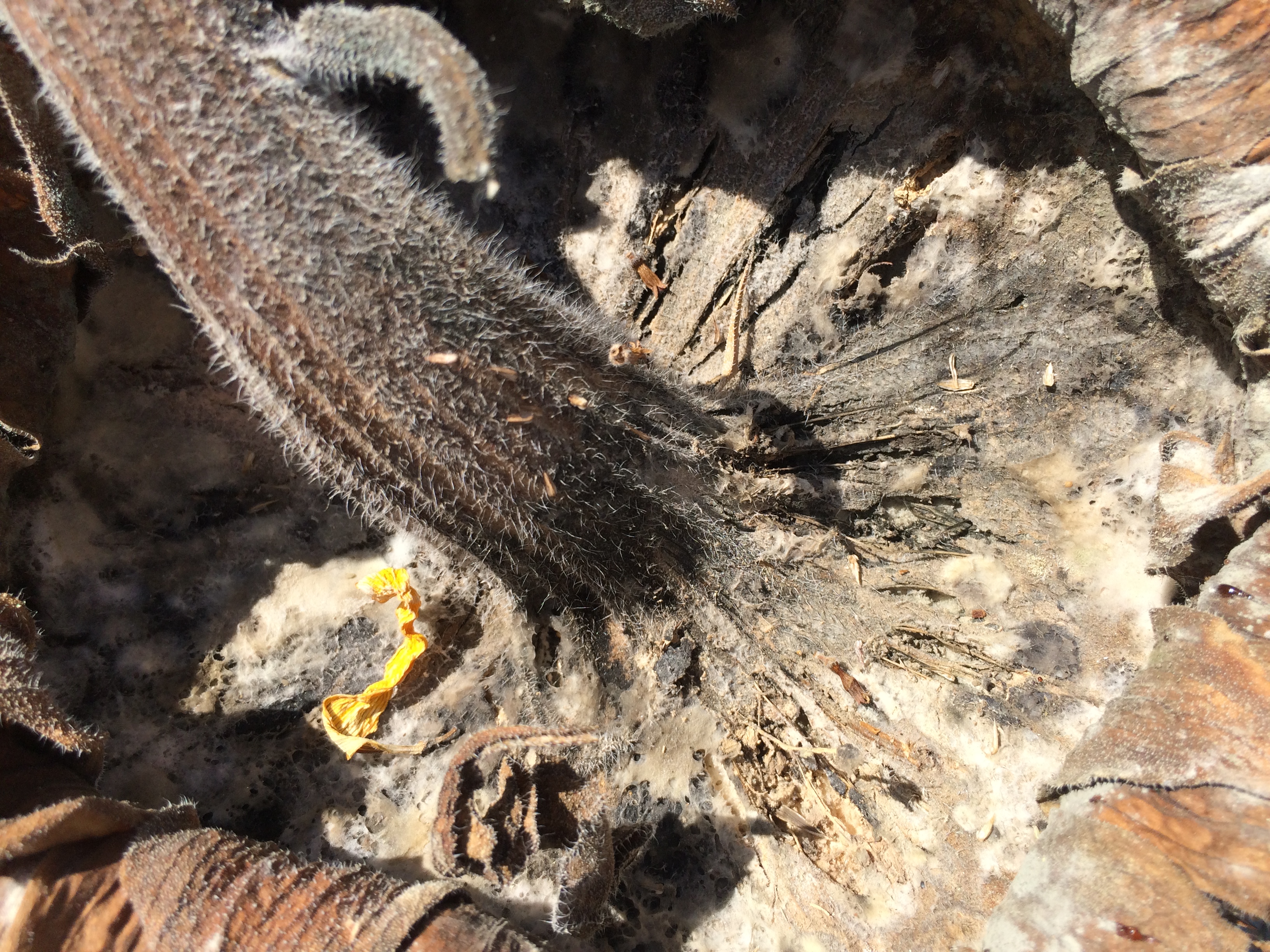 Sunflower | Safety of Mold on Sunflowers