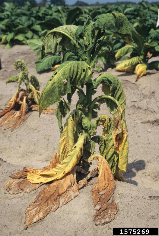 Tobacco | Diseases and Pests, Description, Uses, Propagation