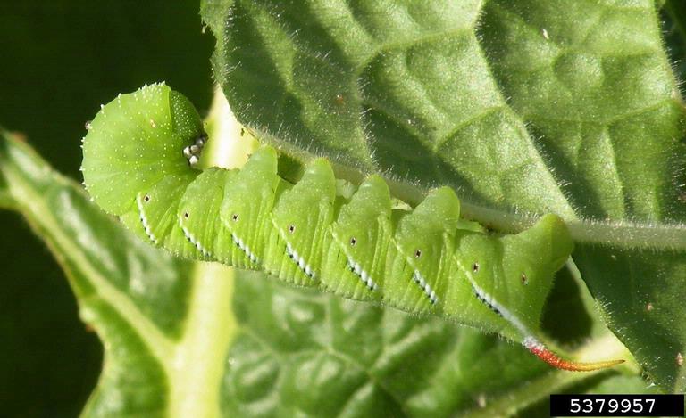 Tobacco | Diseases and Pests, Description, Uses, Propagation
