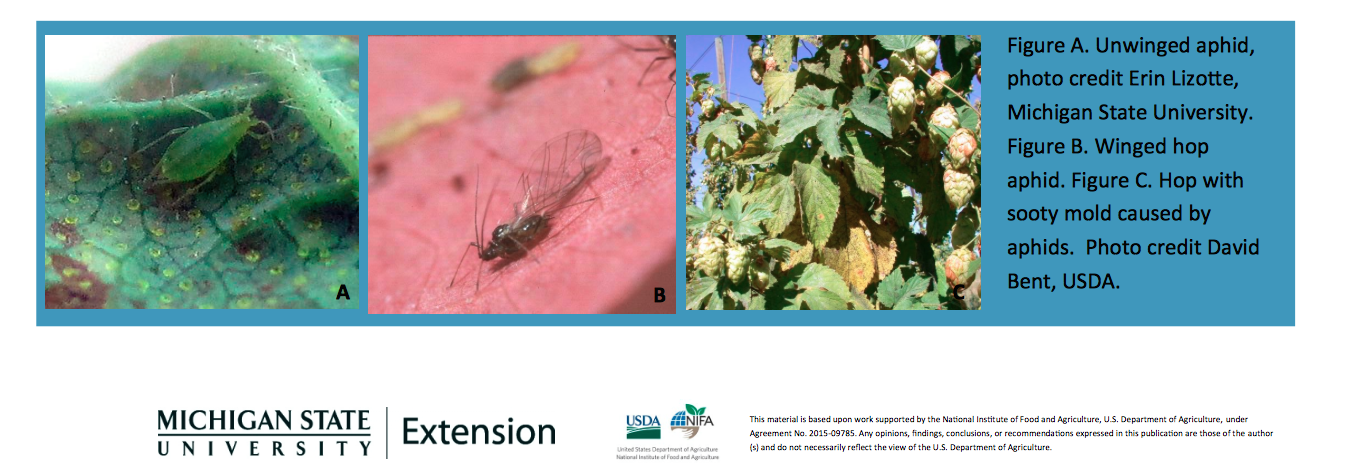 Hop | Bugs from my hops