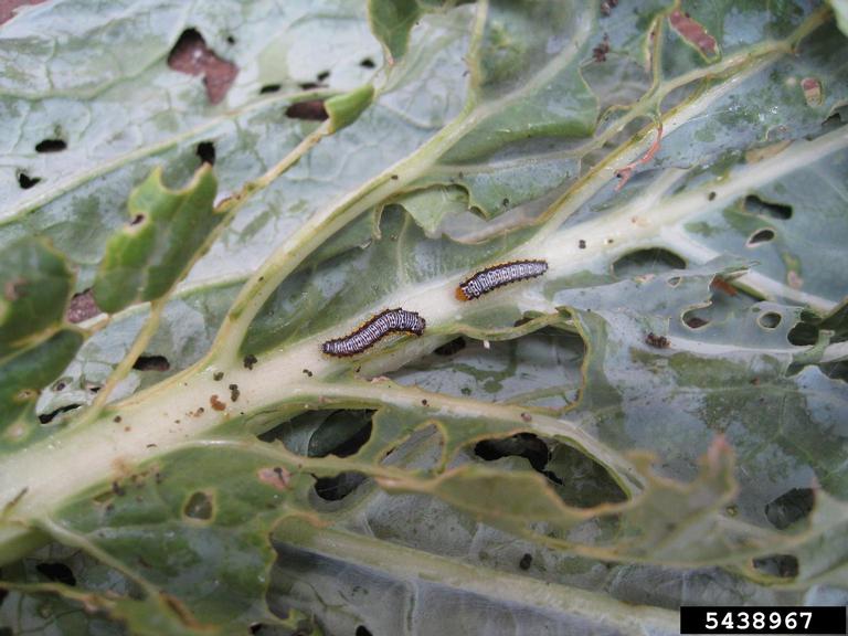 Kale | Diseases and Pests, Description, Uses, Propagation