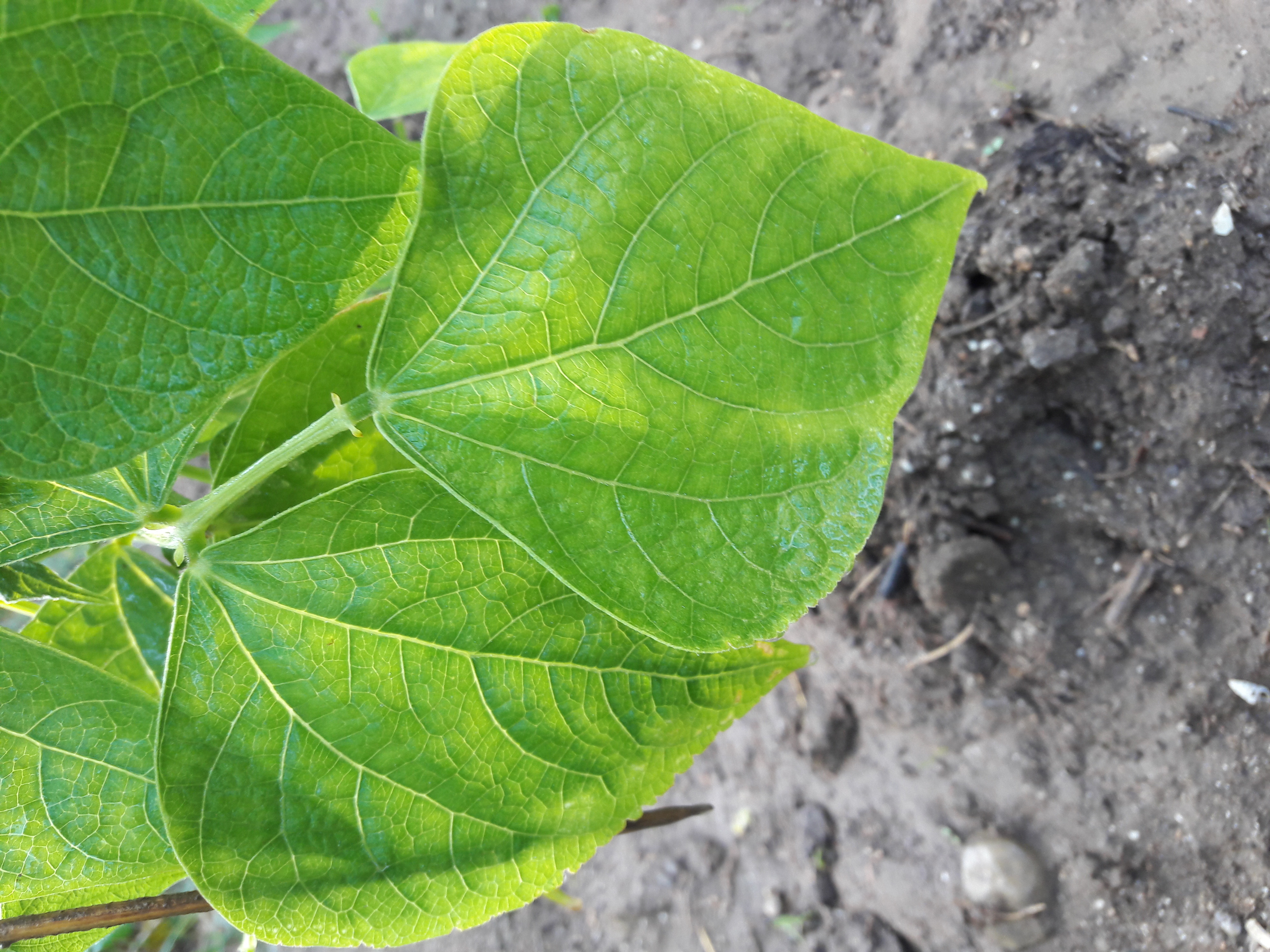 Bean | Colorless leaves