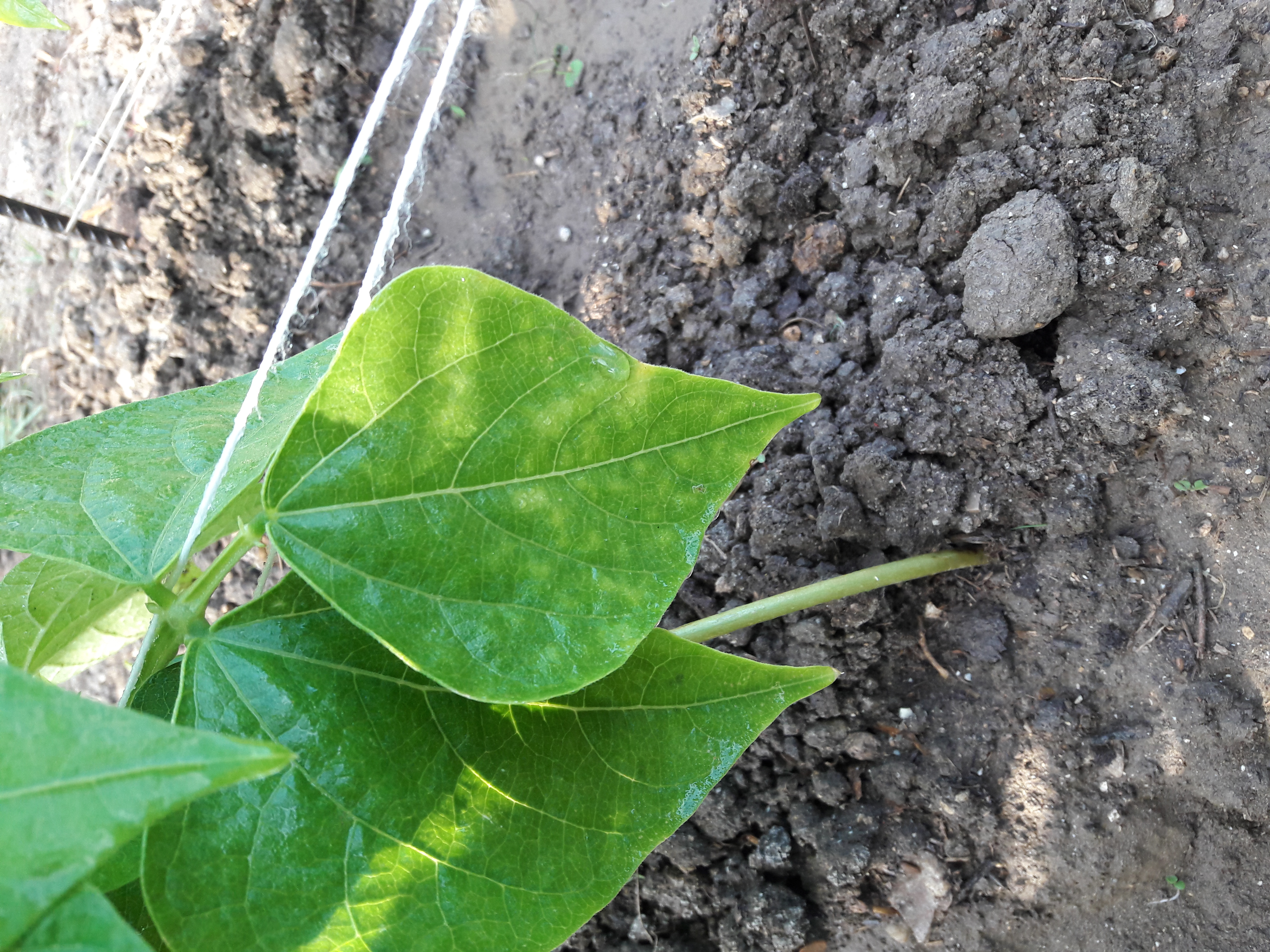 Bean | Colorless leaves
