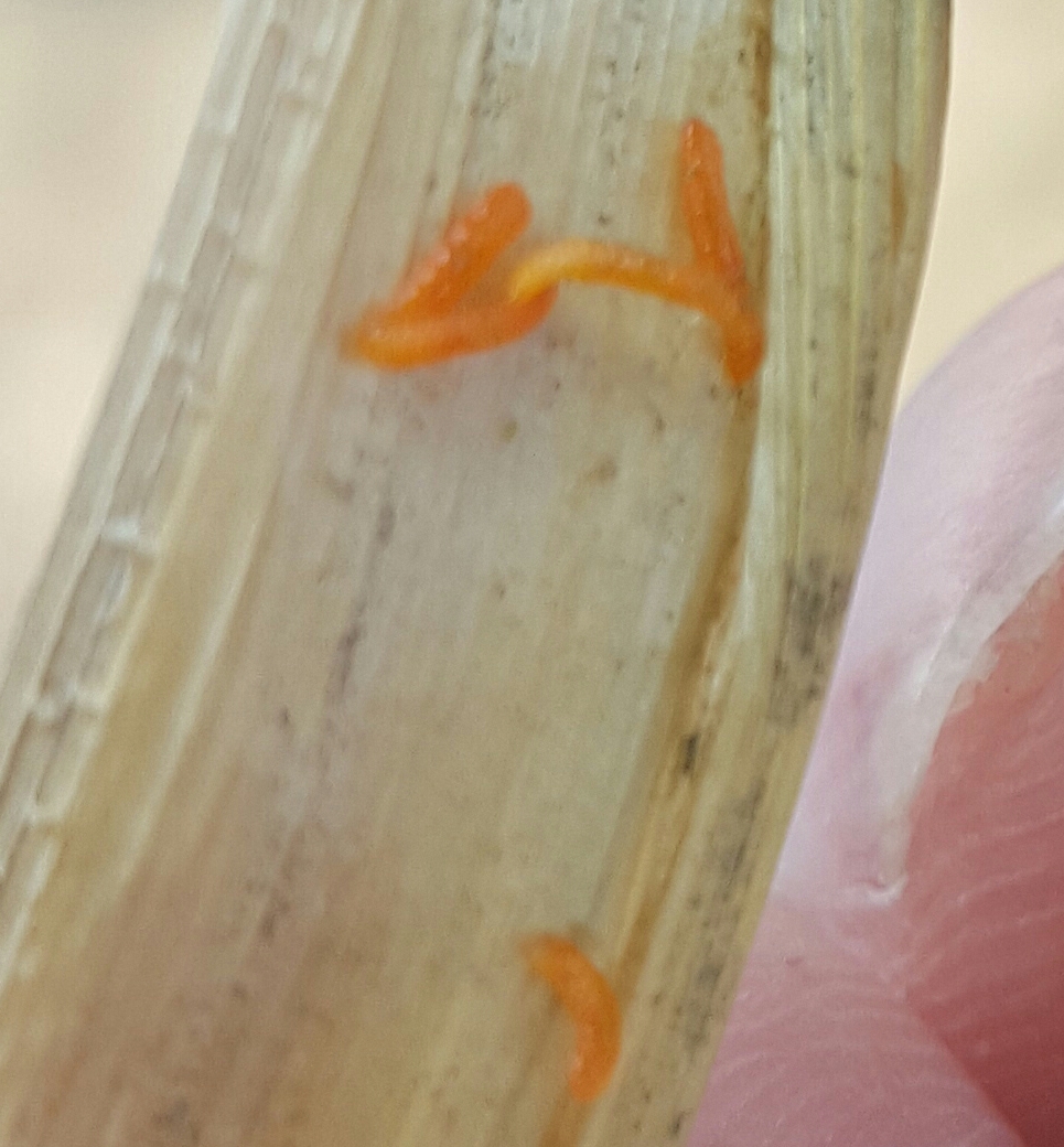 Rice | Insect of paddy.