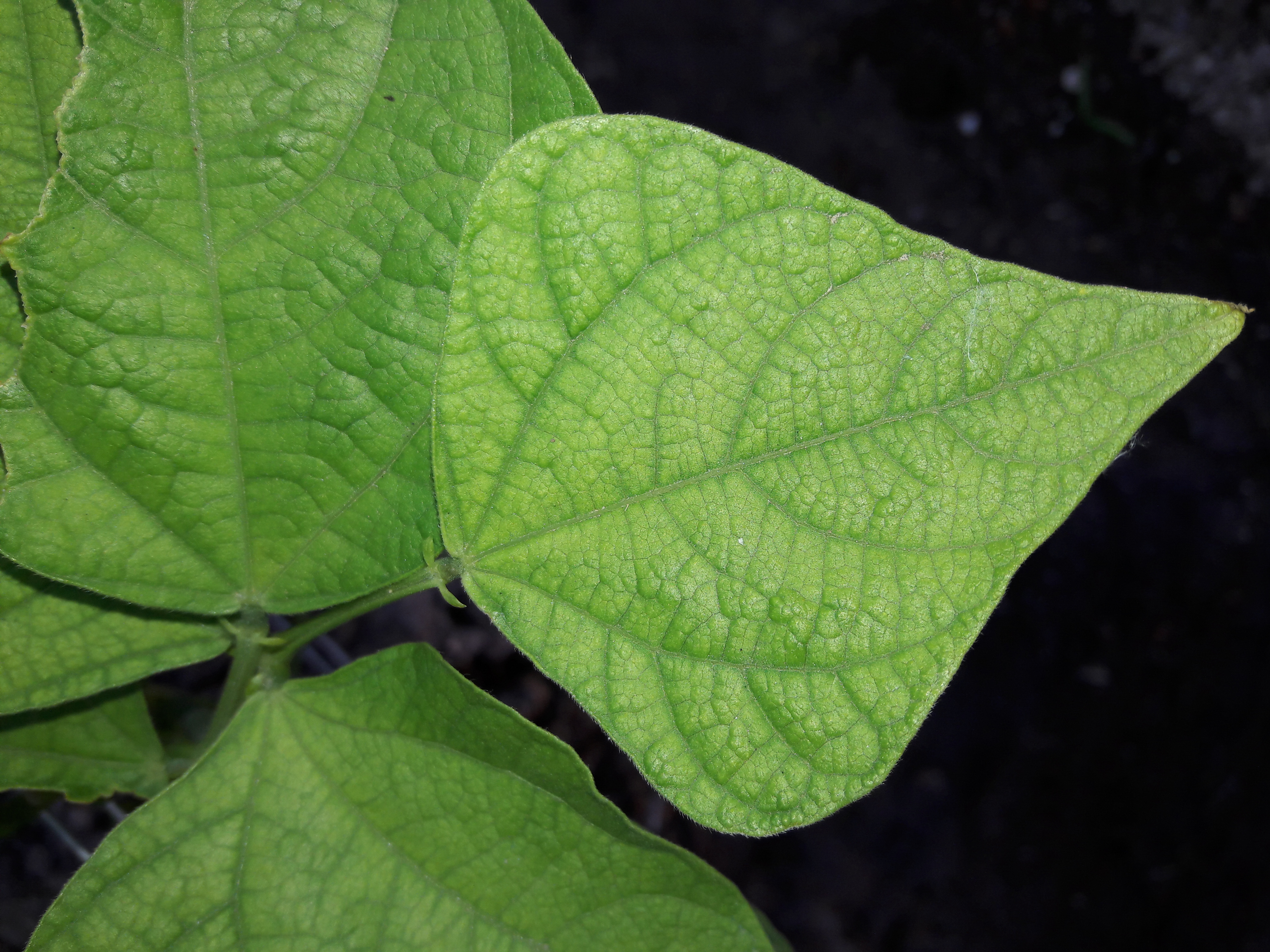 Bean | Colorless leaves
