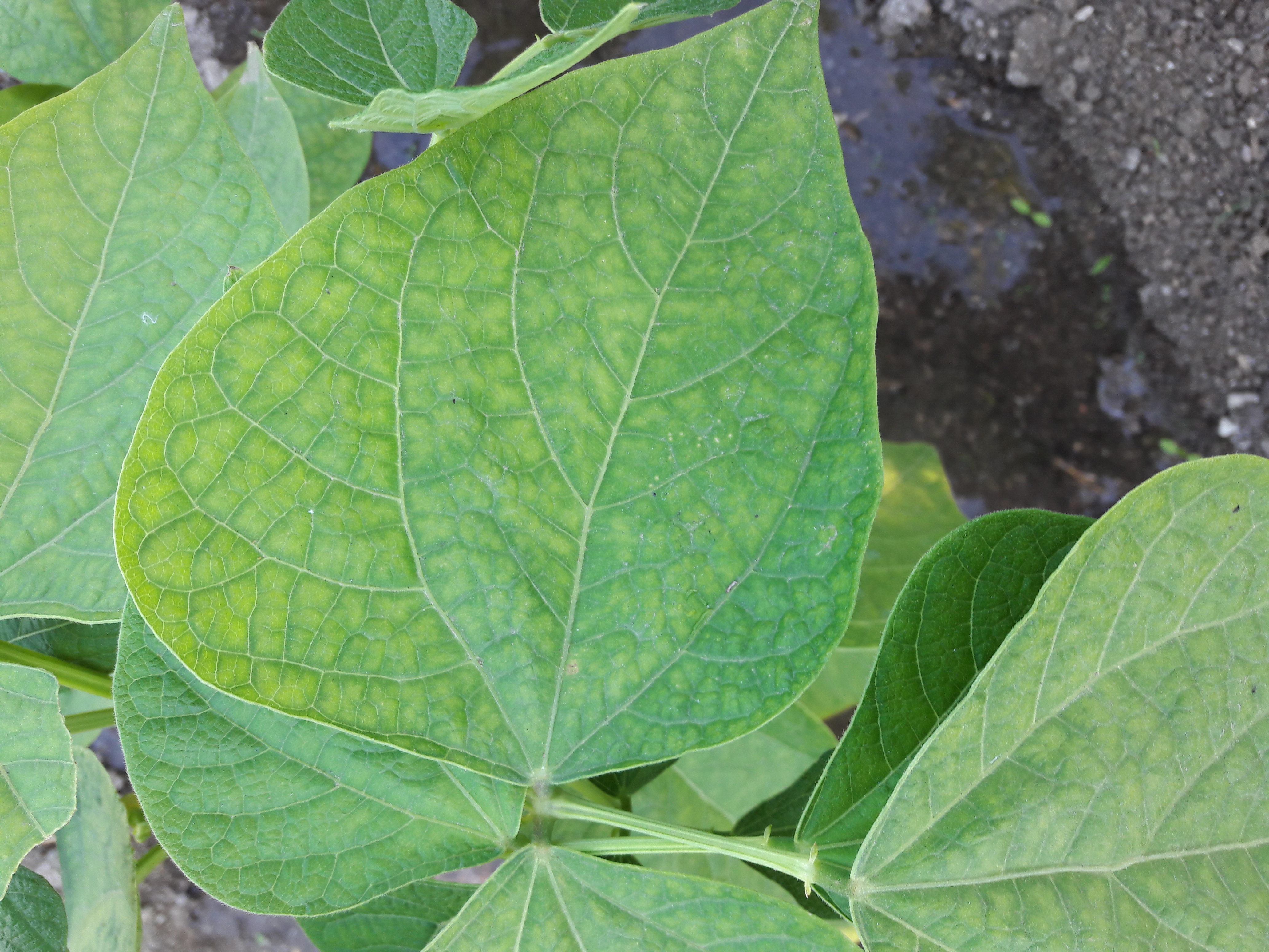 Bean | Colorless leaves