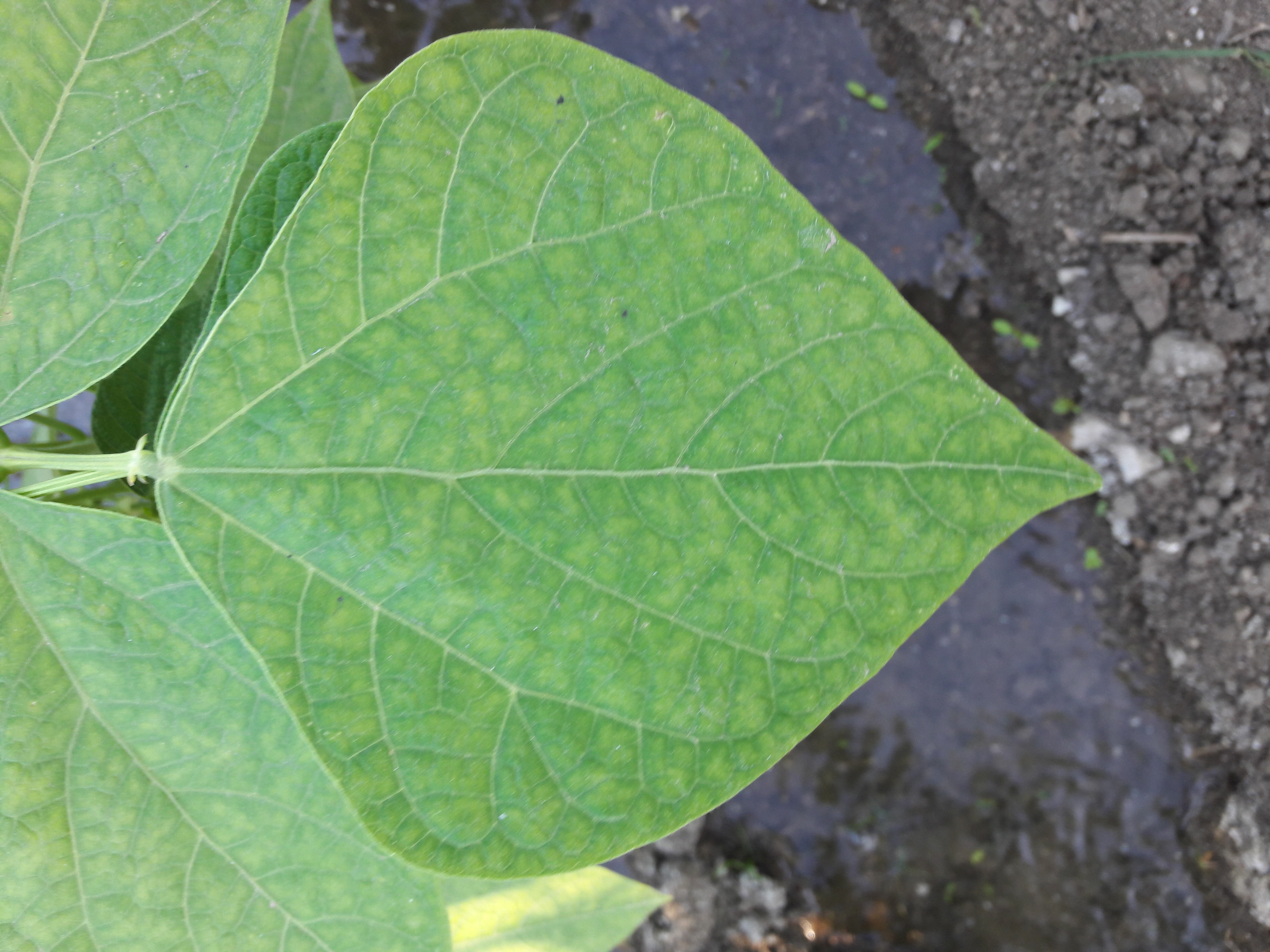 Bean | Colorless leaves