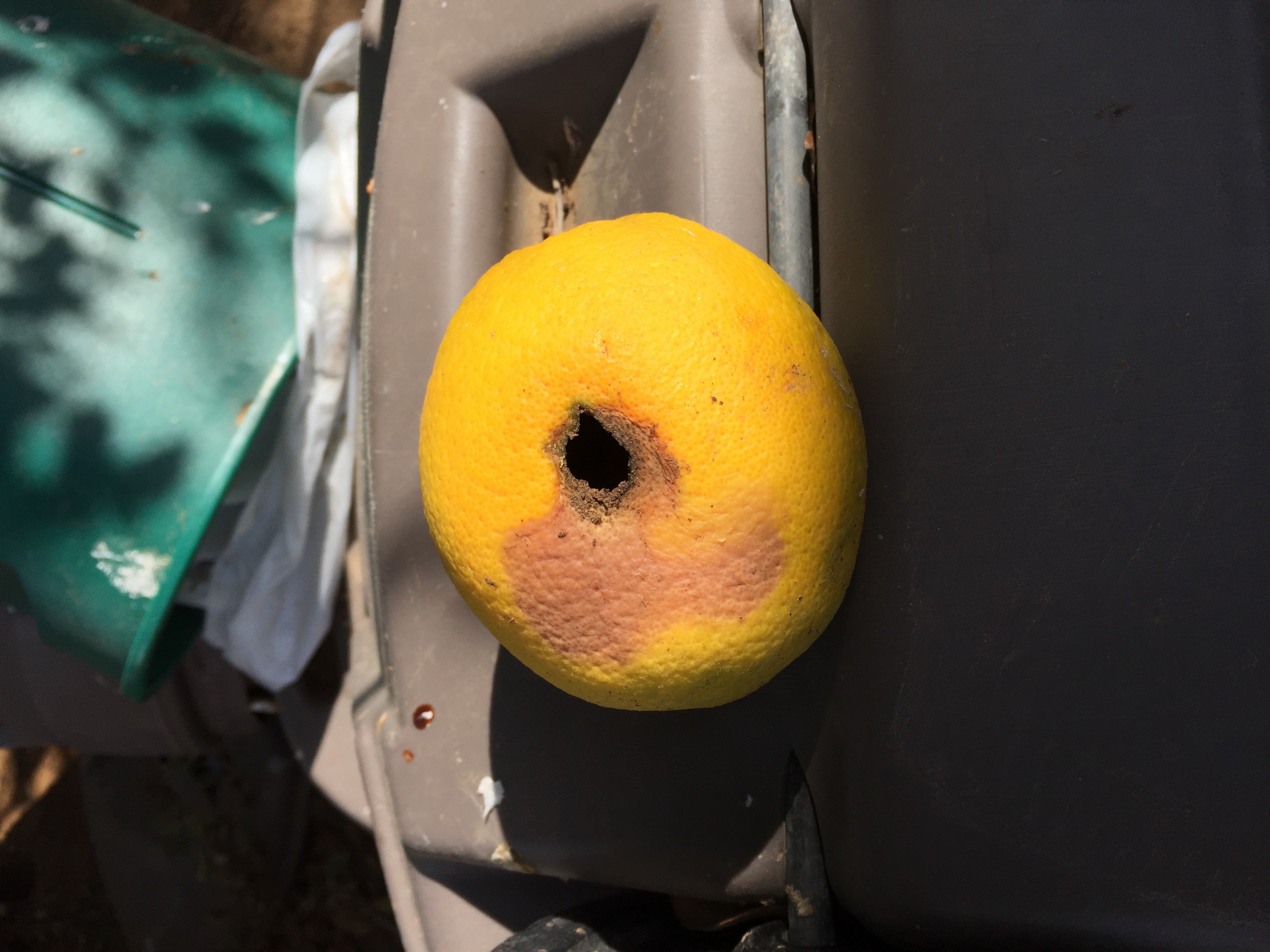 Orange | Orange Fruit decay