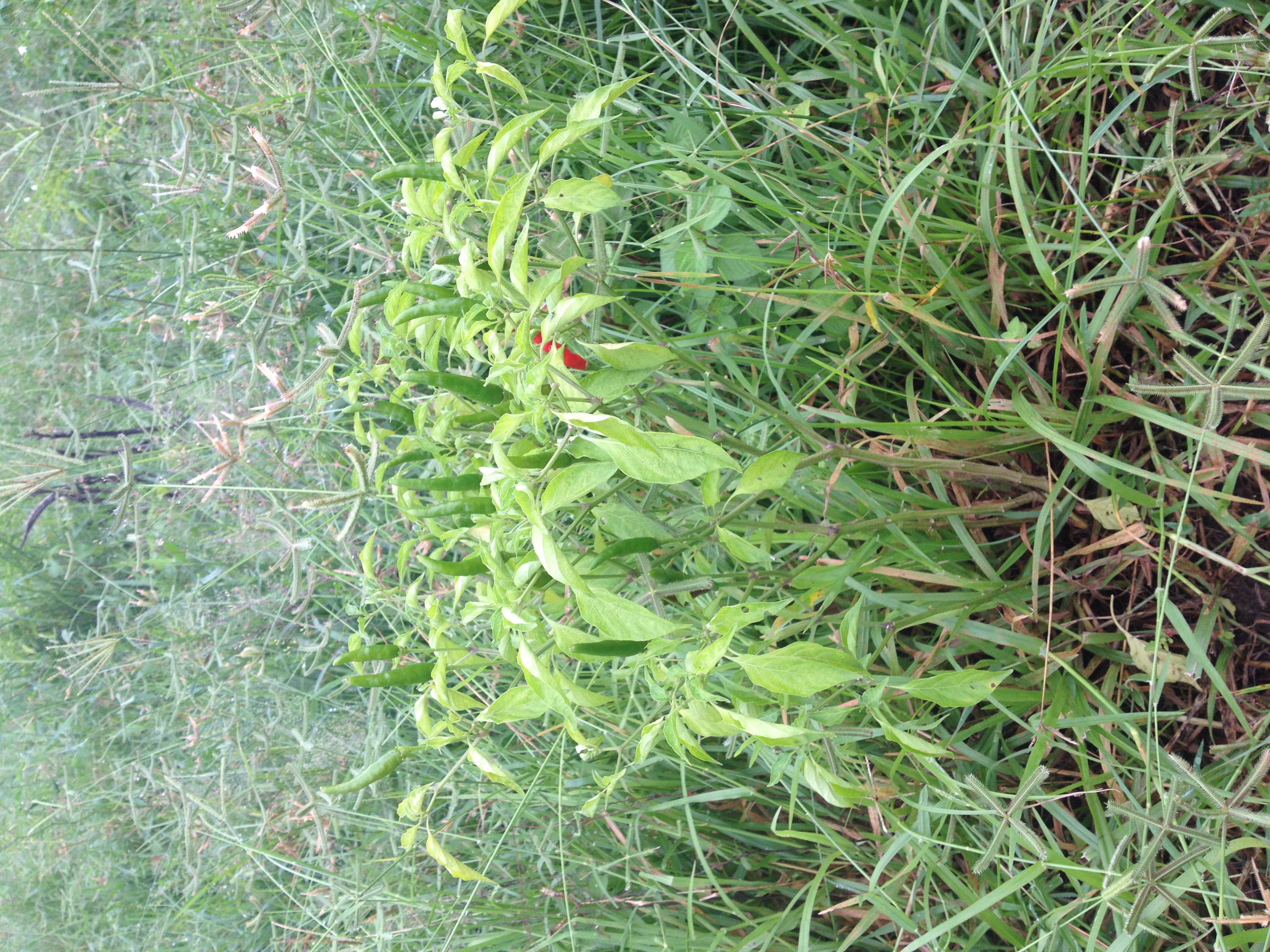 Chilli Pepper | Chili Red hot (taiwan variety) diseases