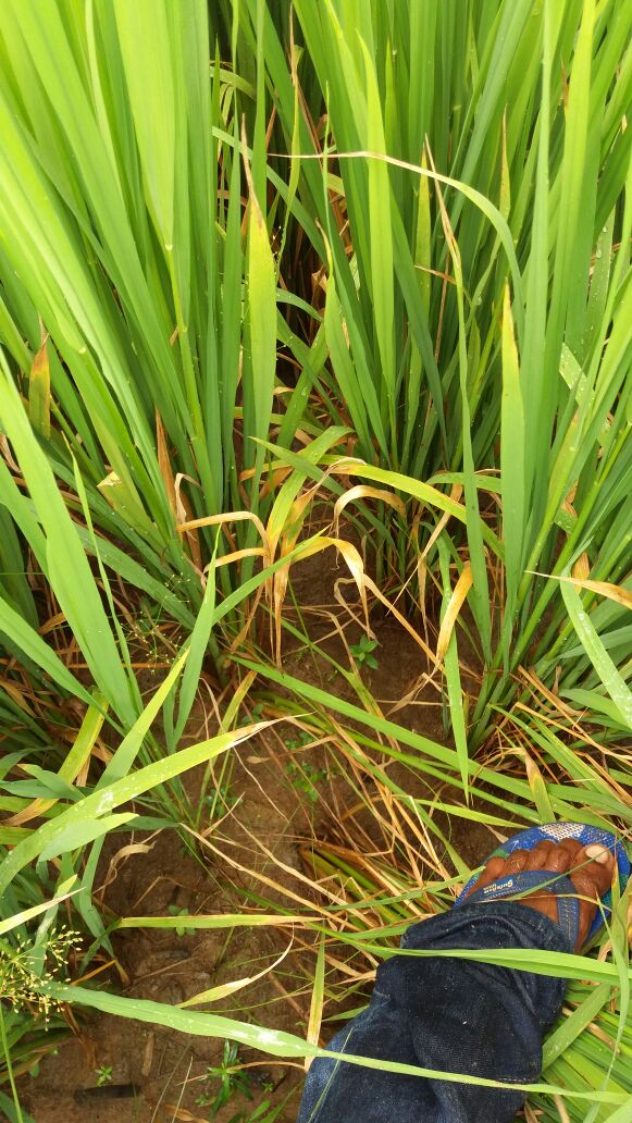 Rice Paddy Disease