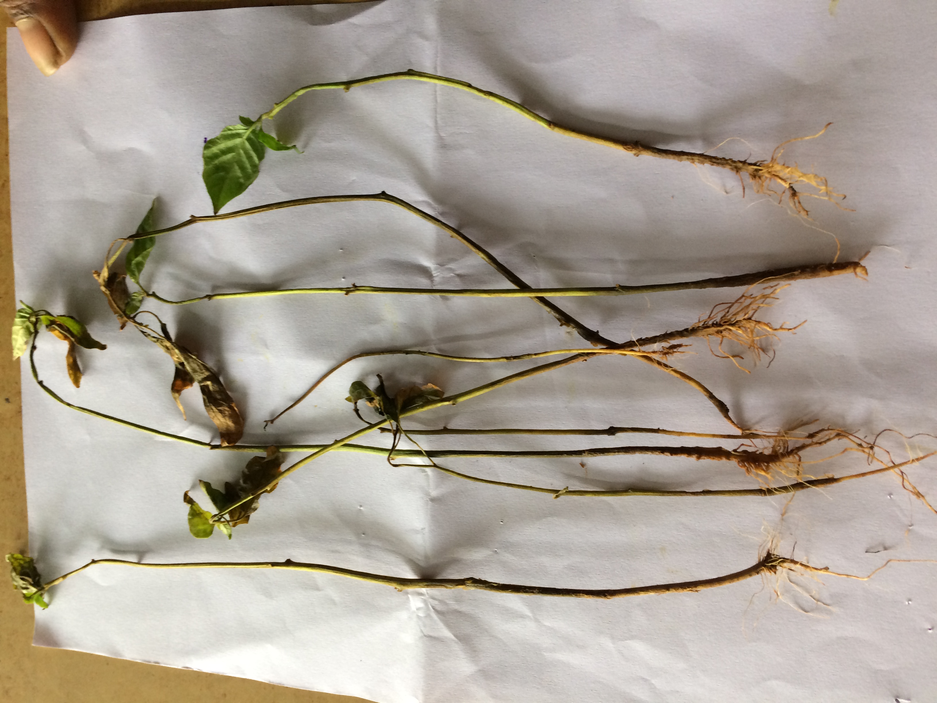 Chilli Pepper | chillipepper root destroyed